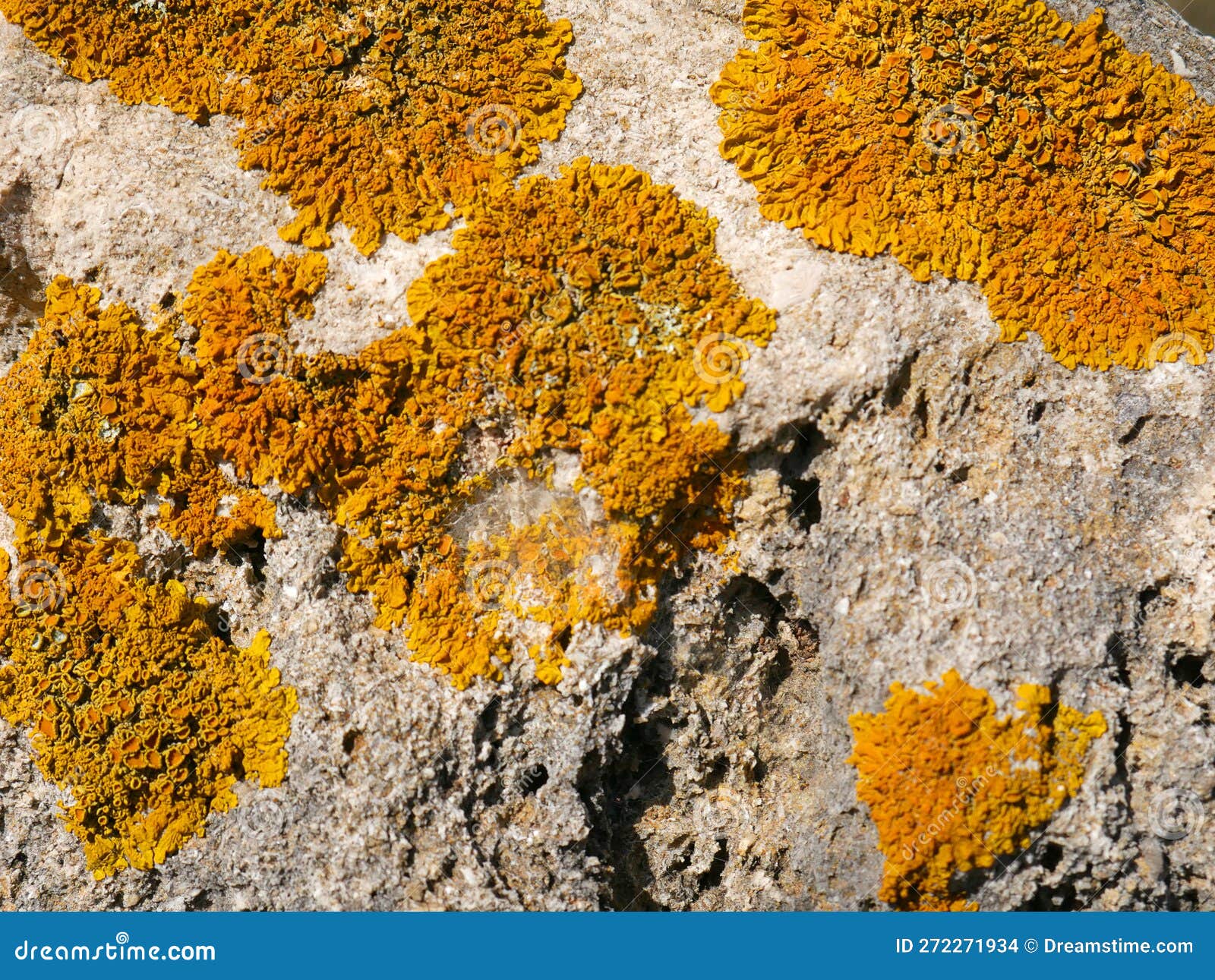 Orange and Yellow Lichen on a Rock Stock Photo - Image of lake ...