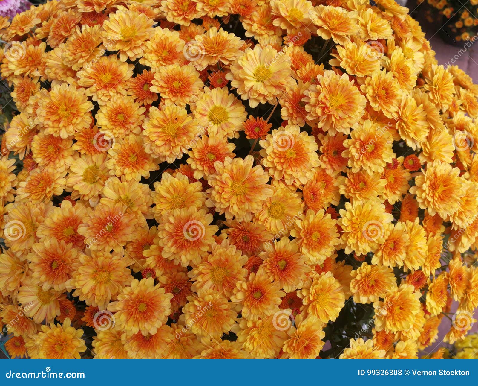 Orange and yellow mums stock photo. Image of background - 99326308