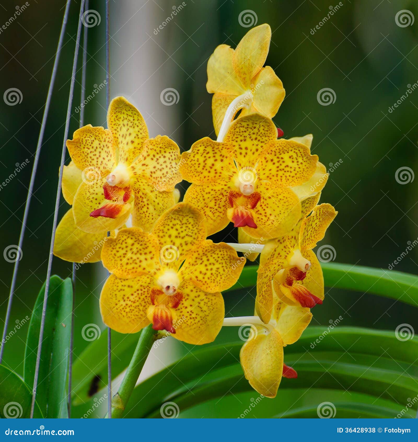 Orange-yellow Orchid Flowers - Vanda Stock Photo - Image of petal ...