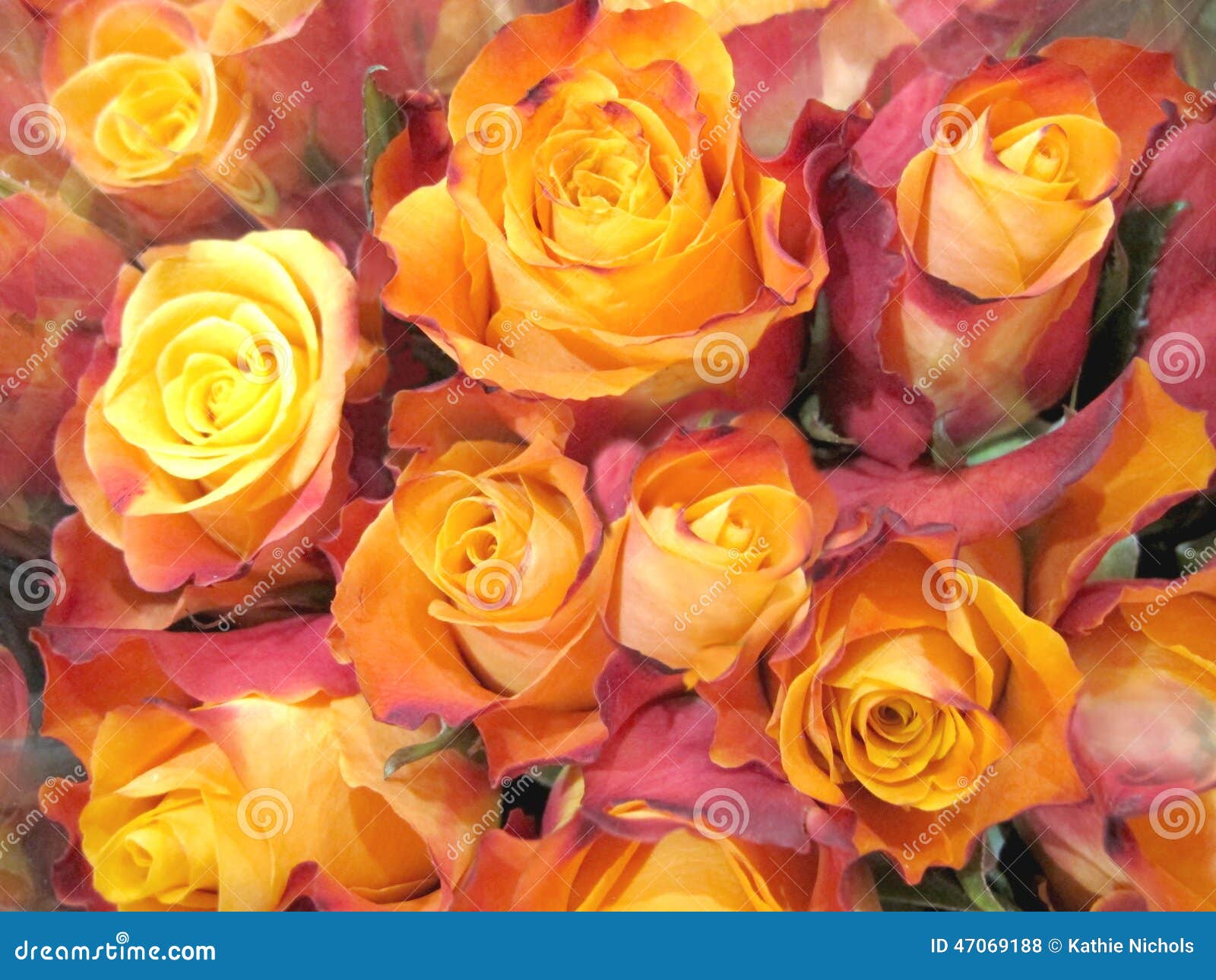 Orange Yellow Rose Bouquet stock photo. Image of color - 47069188