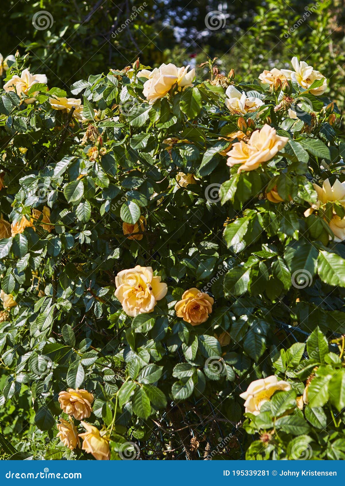 An Orange and Yellow Rose Bush Stock Image - Image of blossom, bloom ...