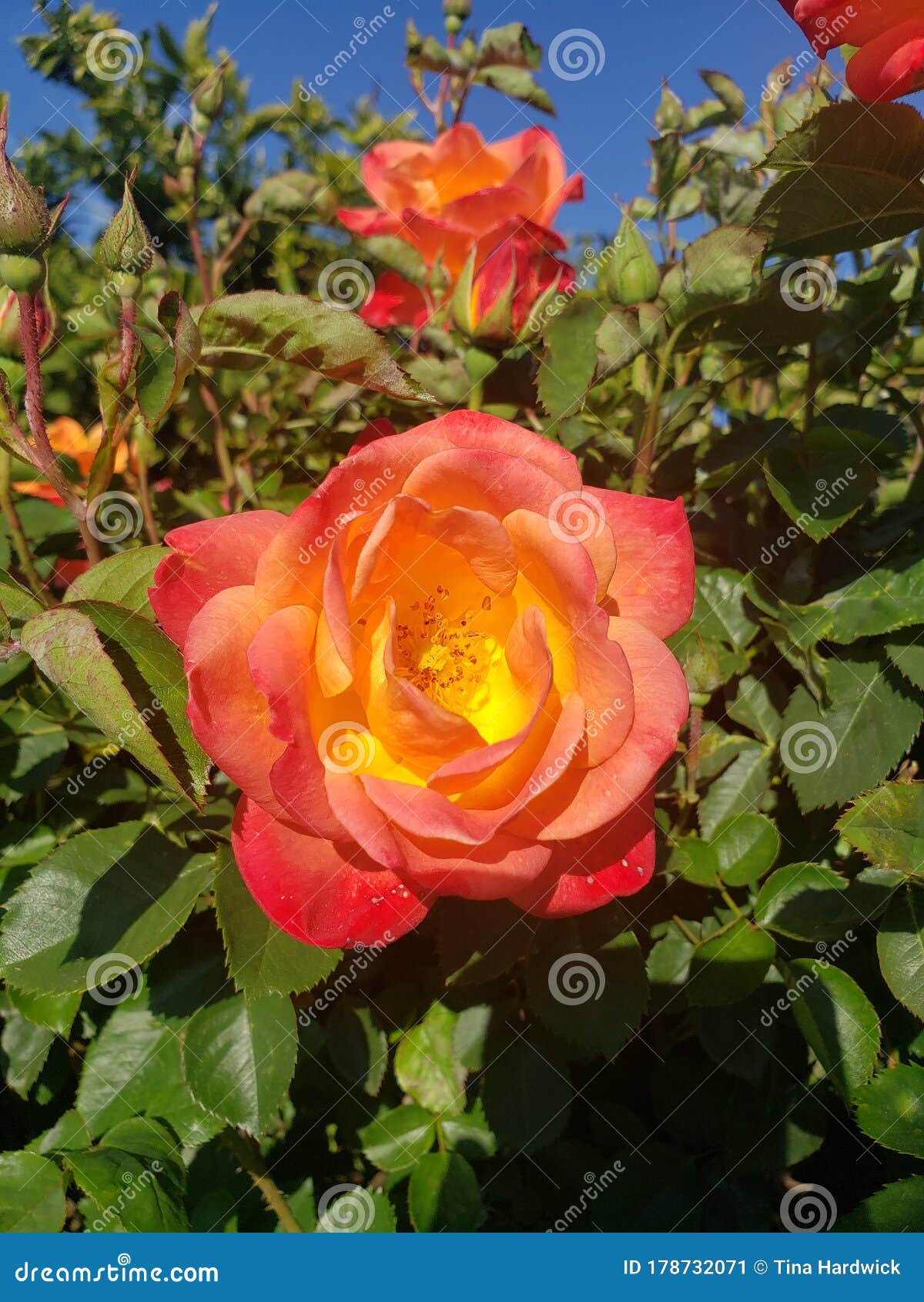 Orange and Yellow Rose Garden Stock Image - Image of flower, petal ...