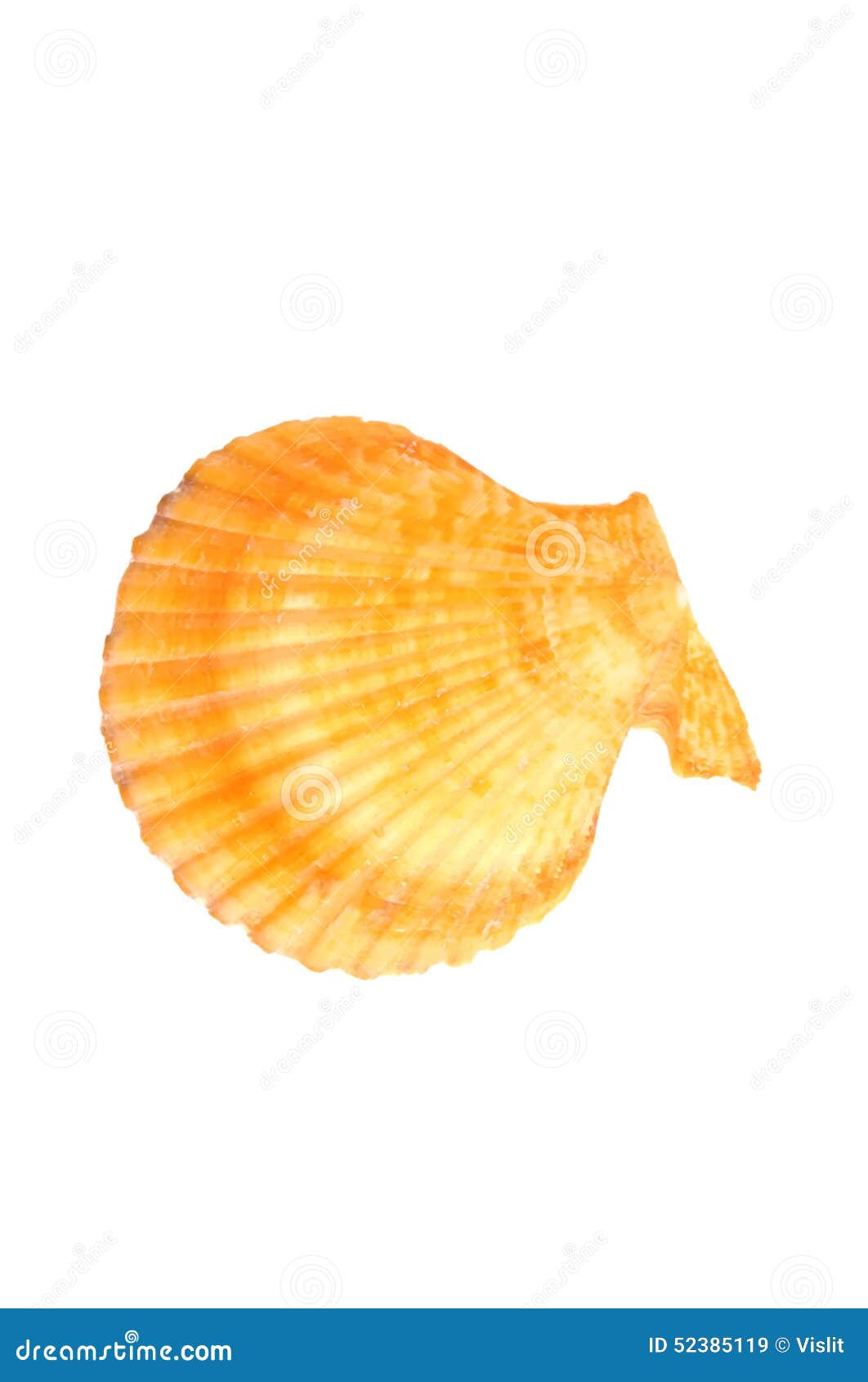 Orange and Yellow Sea Shell Stock Image - Image of seashell, skeleton ...