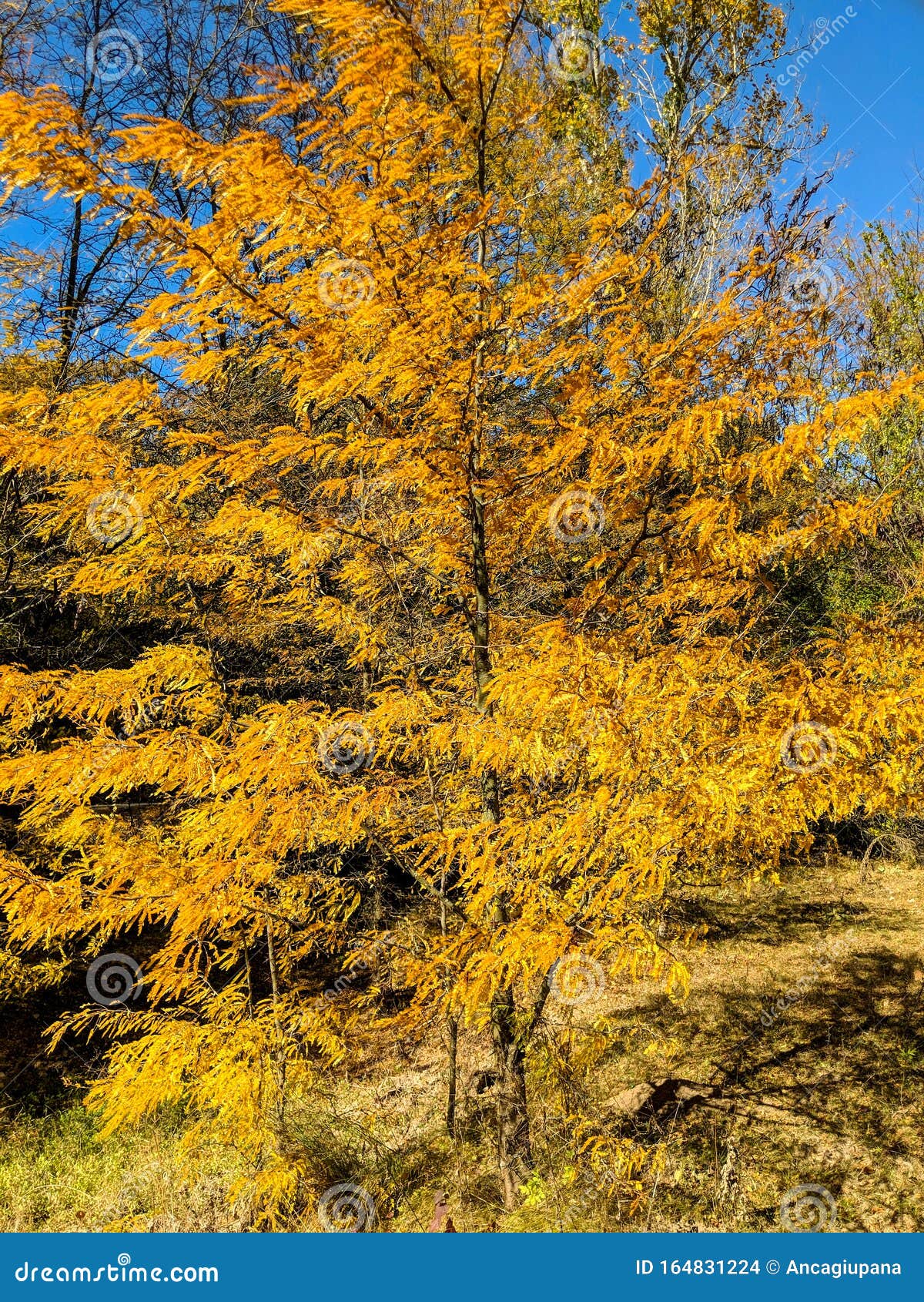 Orange Tree on a Blue Sky Background Stock Photo - Image of emotion ...