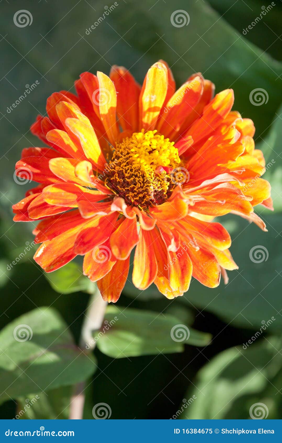 Orange zinnia stock image. Image of orange, circle, garden - 16384675