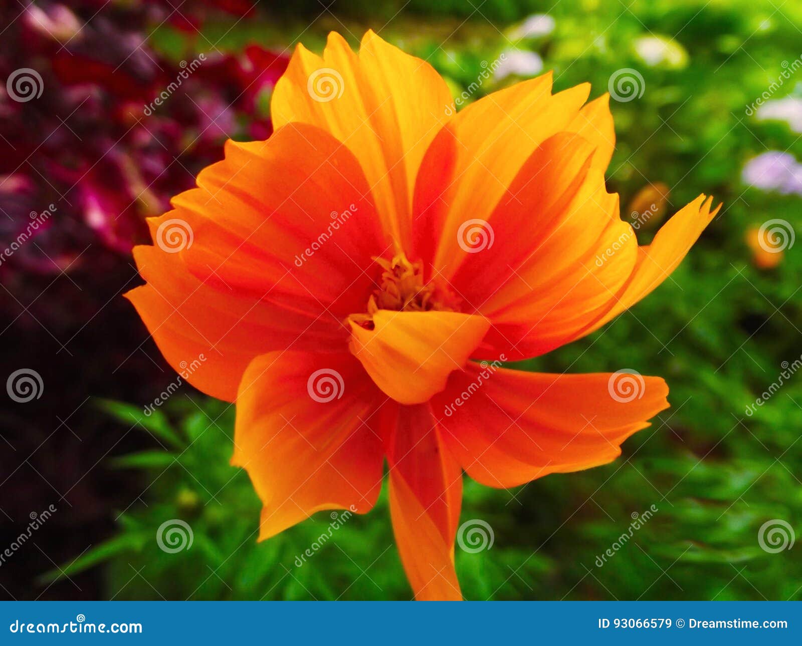 Orangeade stock image. Image of nature, merida, orangeade - 93066579