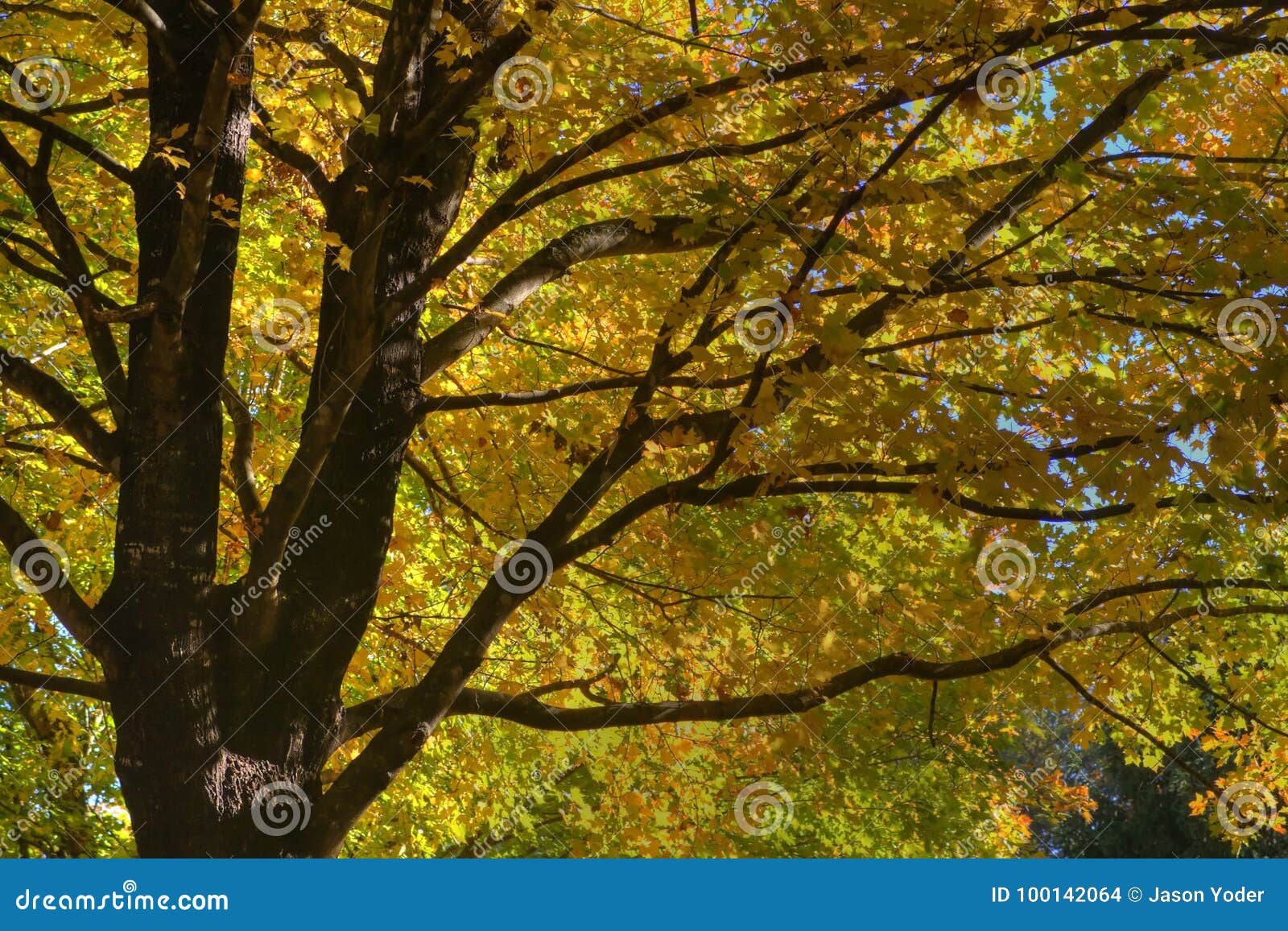 Orange Leaves in Trees stock photo. Image of branch - 100142064