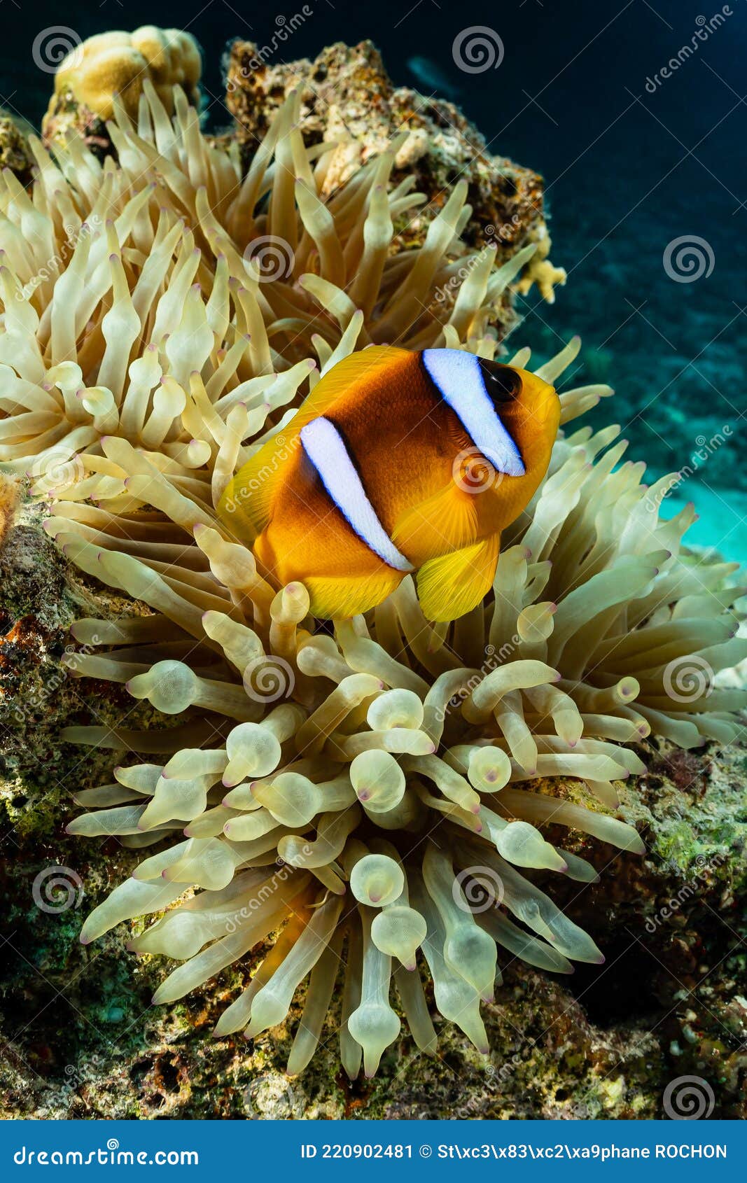 Orangefin Anemonefish Fish in Anemone Stock Image - Image of ...