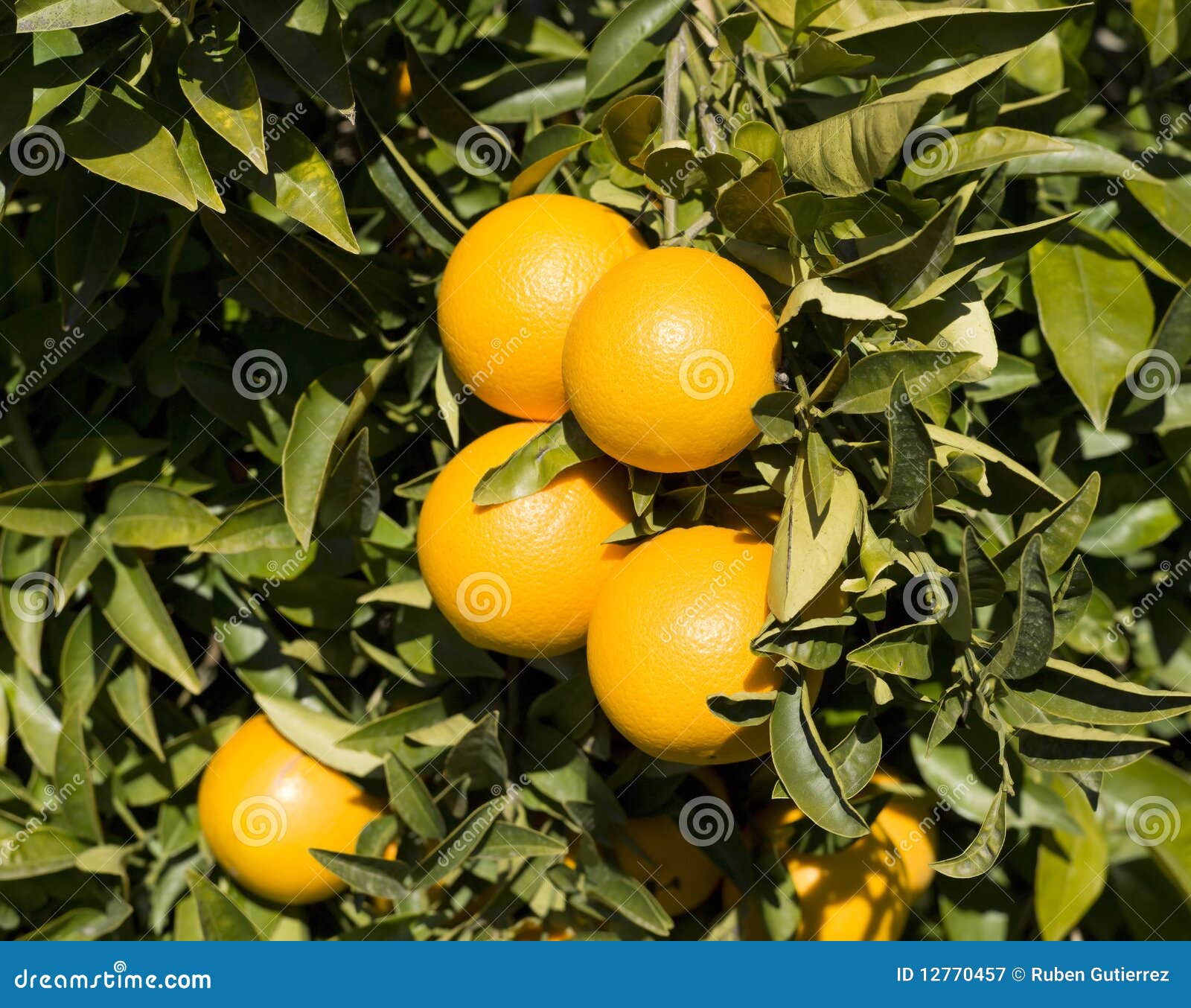 Oranges stock image. Image of field, orange, tree, fruit - 12770457