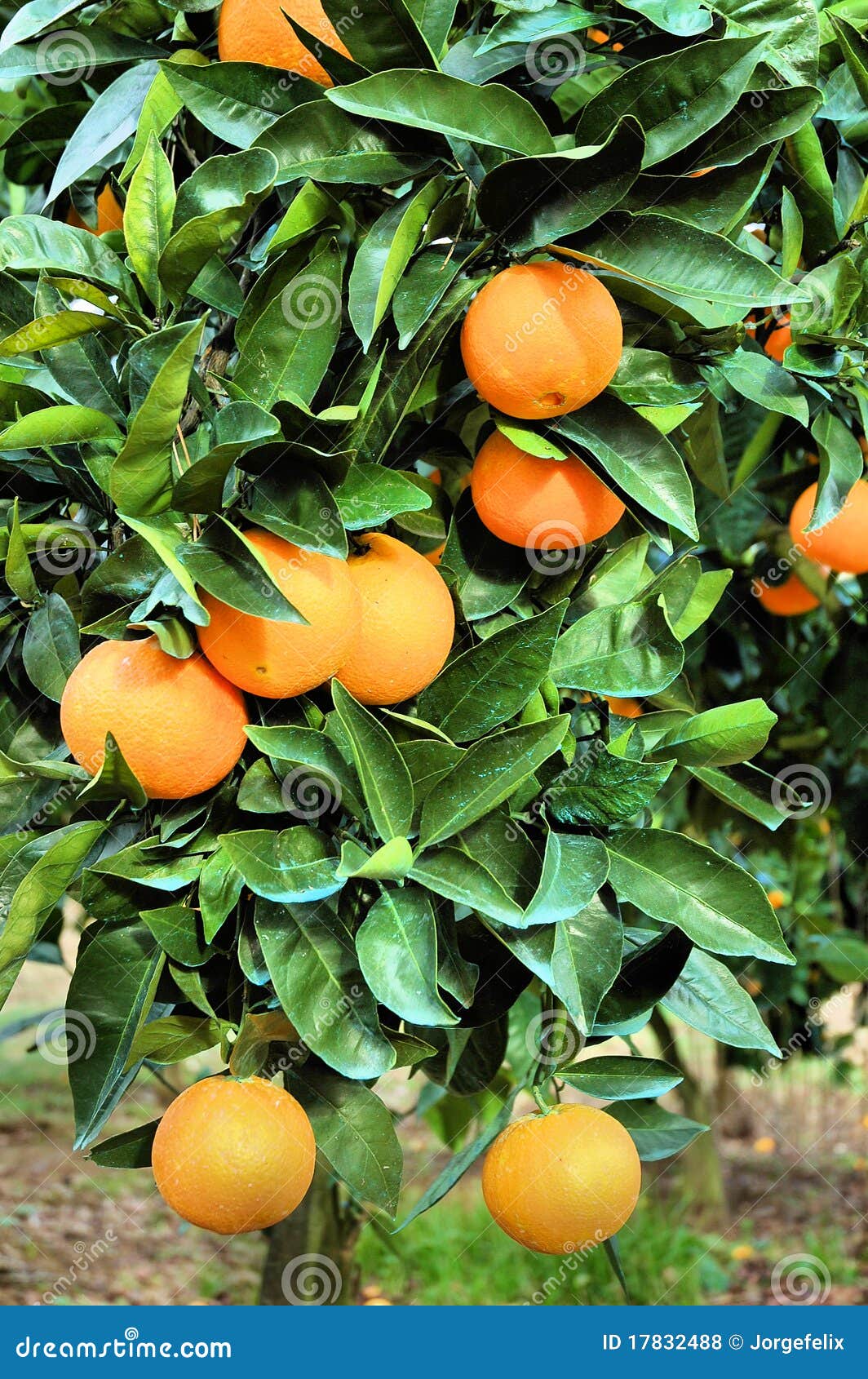 Oranges stock photo. Image of orange, farm, fruit, field - 17832488
