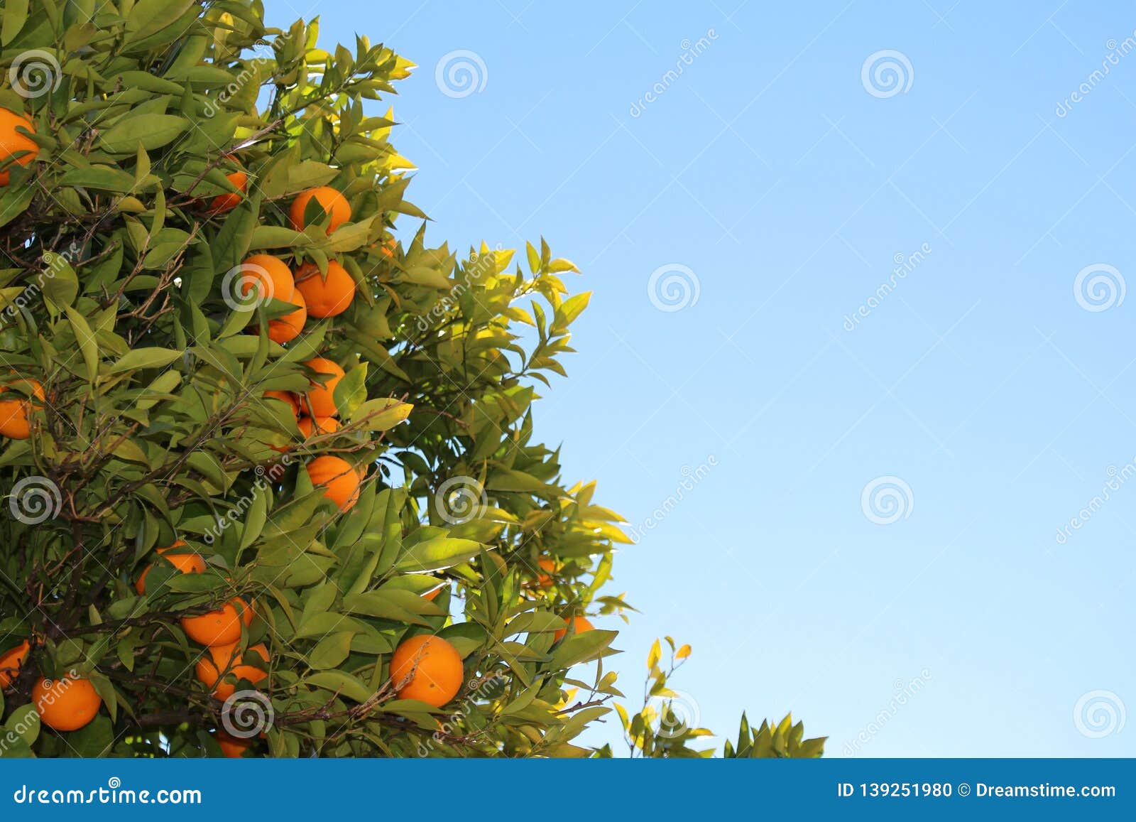 Oranges with blue sky stock photo. Image of oranges - 139251980