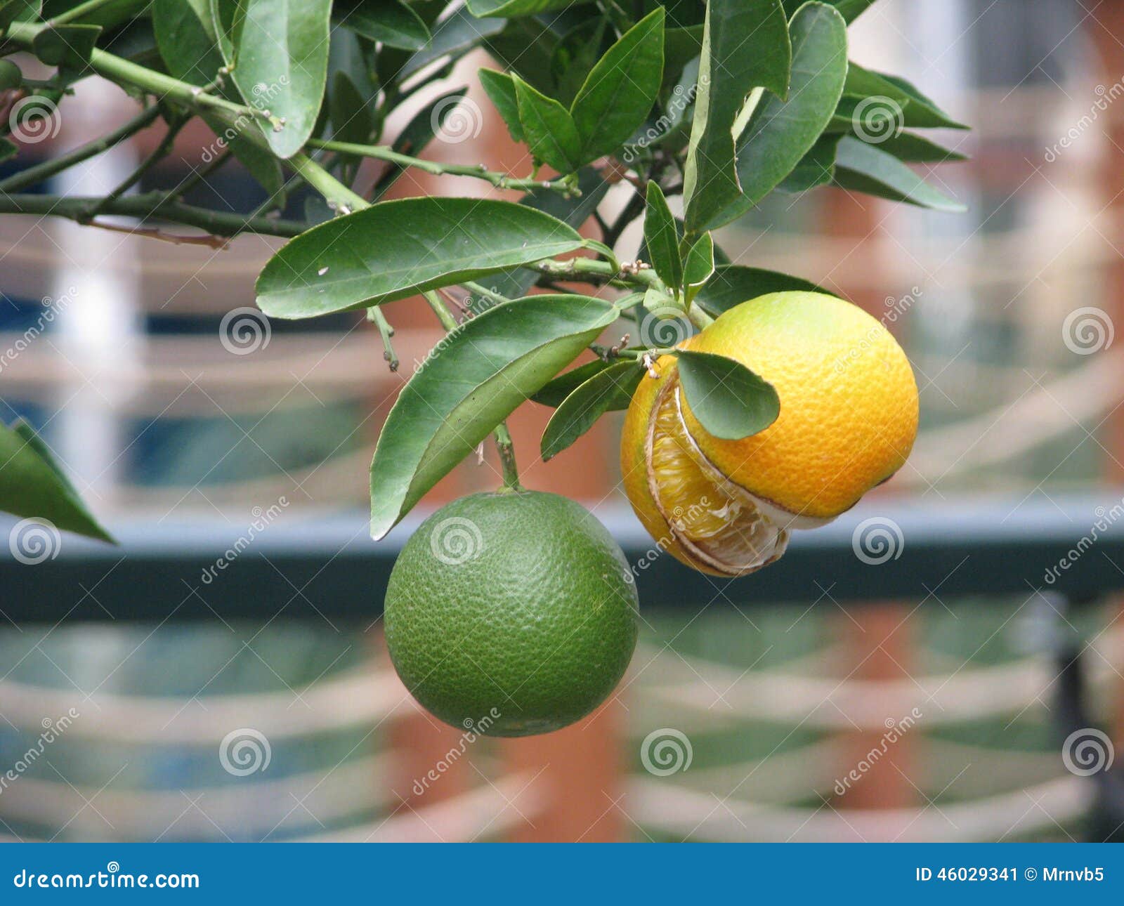 Oranges on a branch stock image. Image of branch, sprig - 46029341