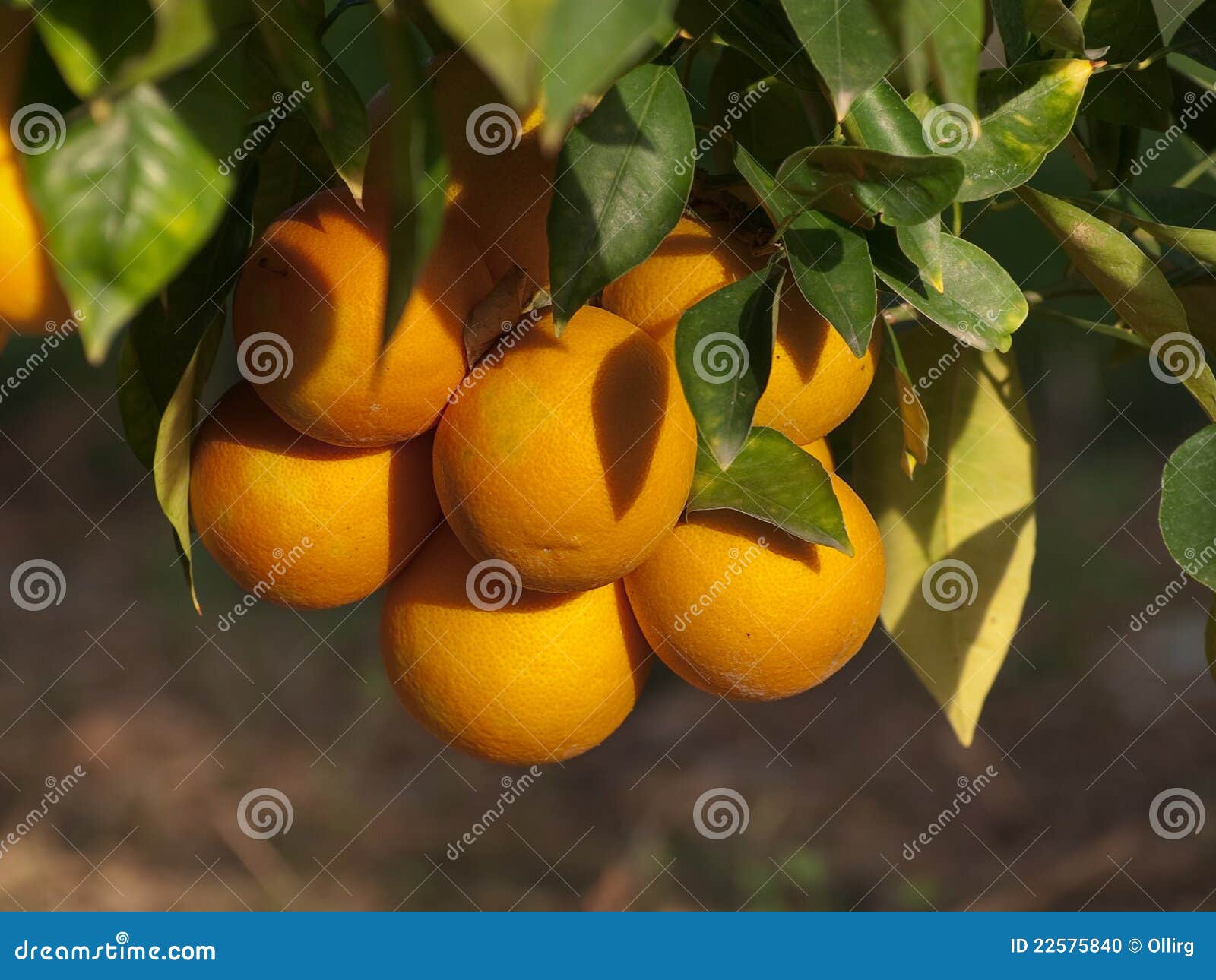 Oranges Citrus on the Tree stock photo. Image of growing - 22575840