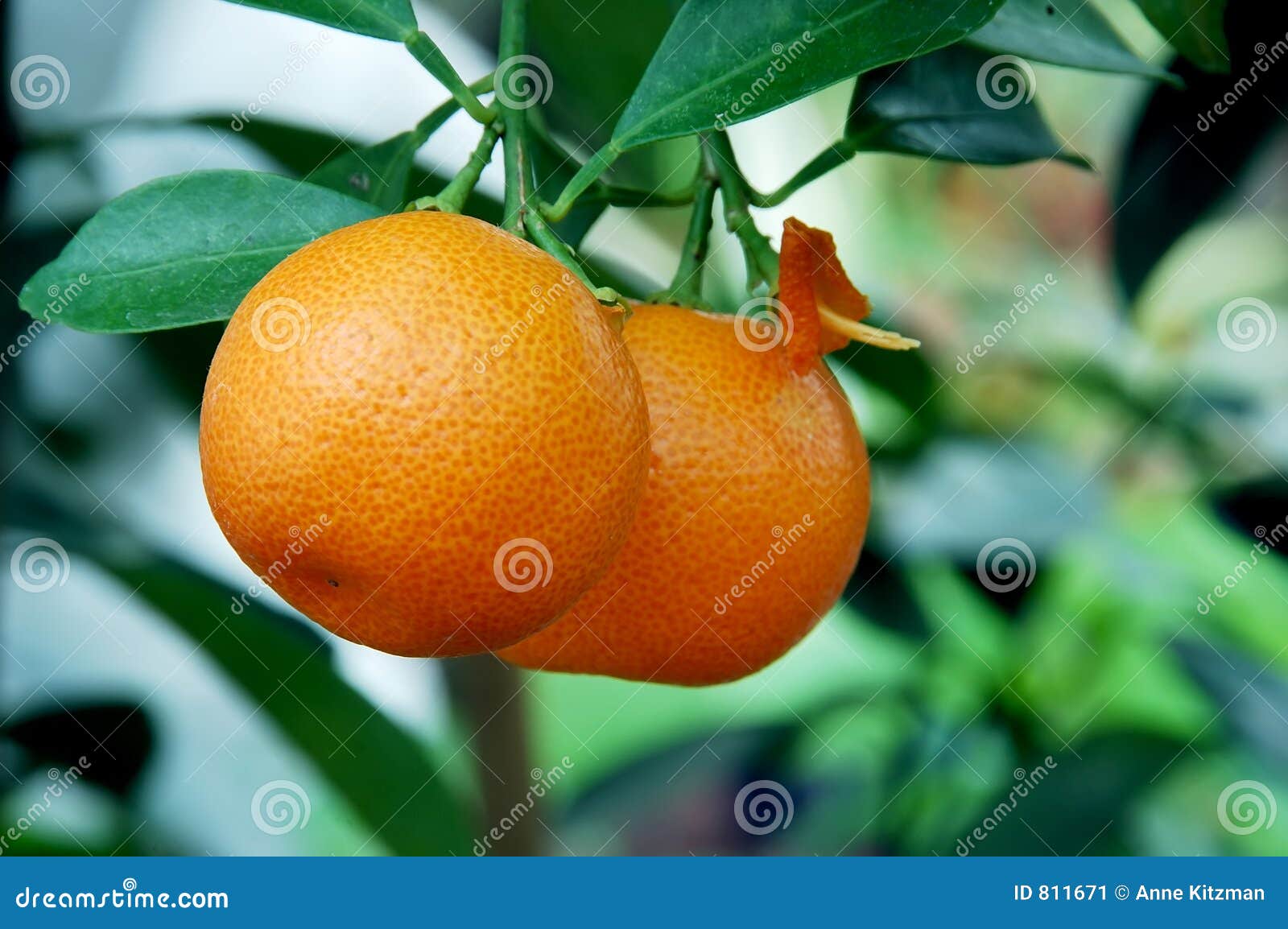 Oranges De Citron De Calamondin Image stock - Image du chaux ...