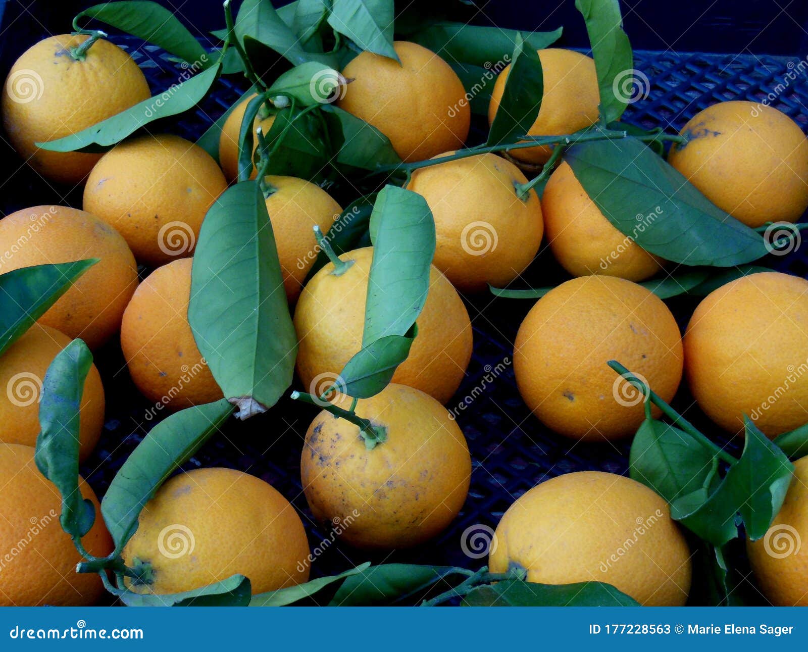 Oranges Fresh Off the Tree stock image. Image of fresh - 177228563