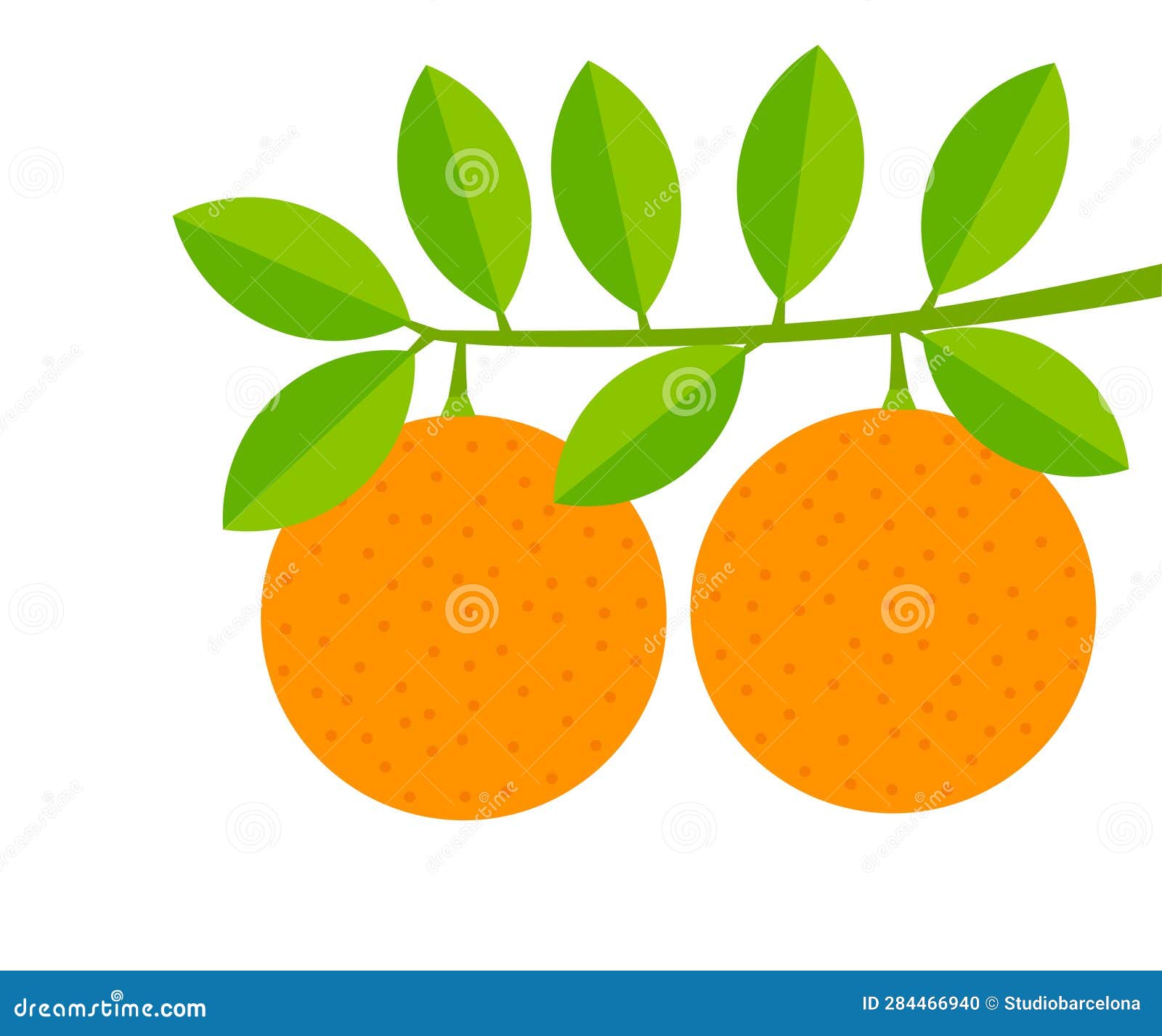 Branch Of Orange Tree With White Fragrant. Neroli Blossom. Isolated ...