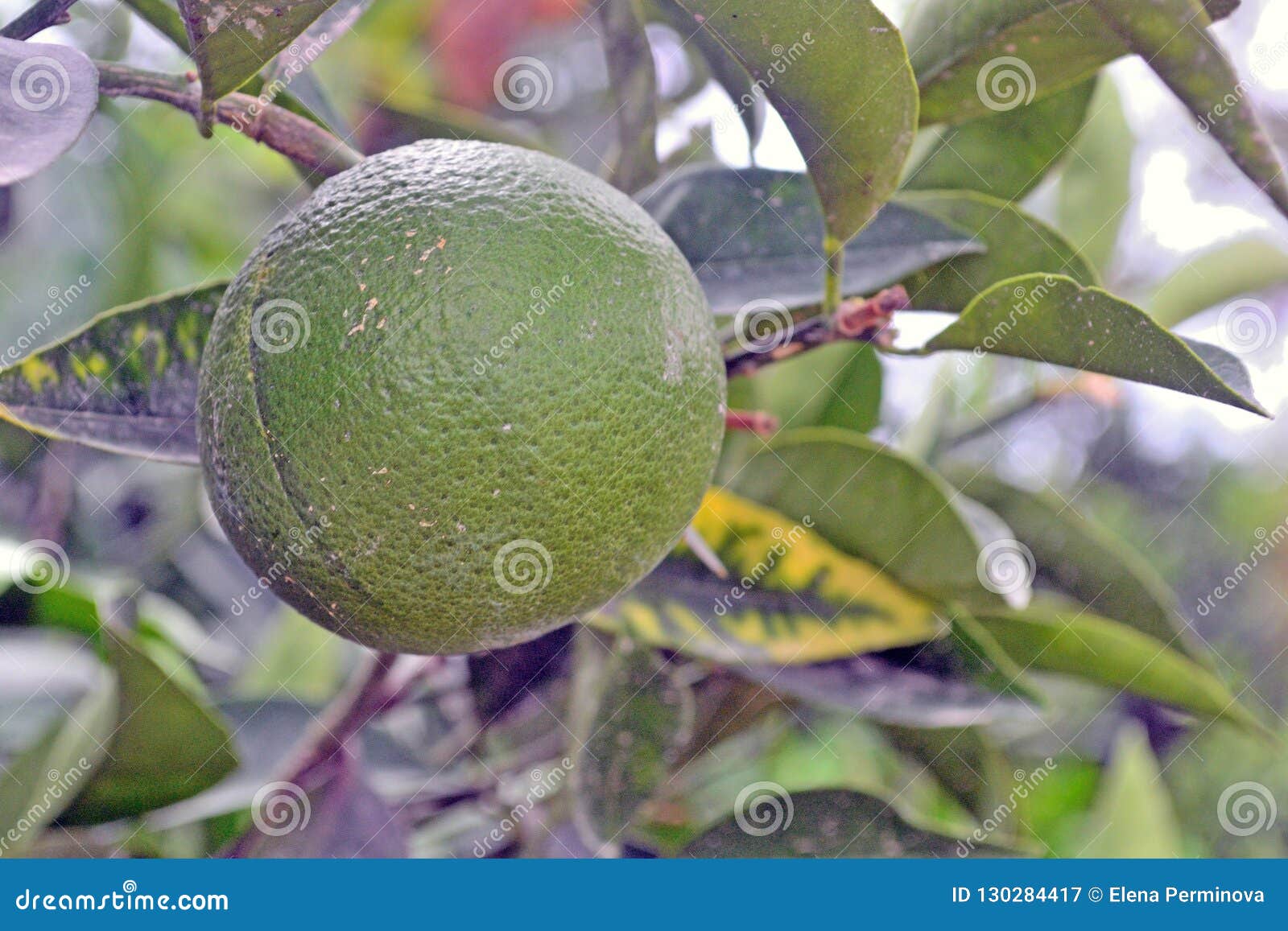 Oranges in a Green Peel are Growing on an Orange Tree Stock Image ...