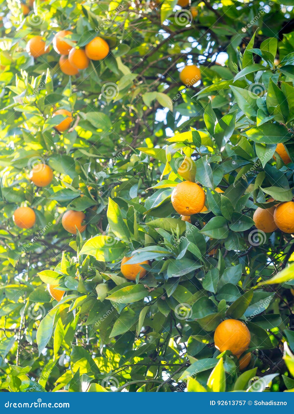 Oranges Growing in Portugal Stock Image - Image of tree, food: 92613757