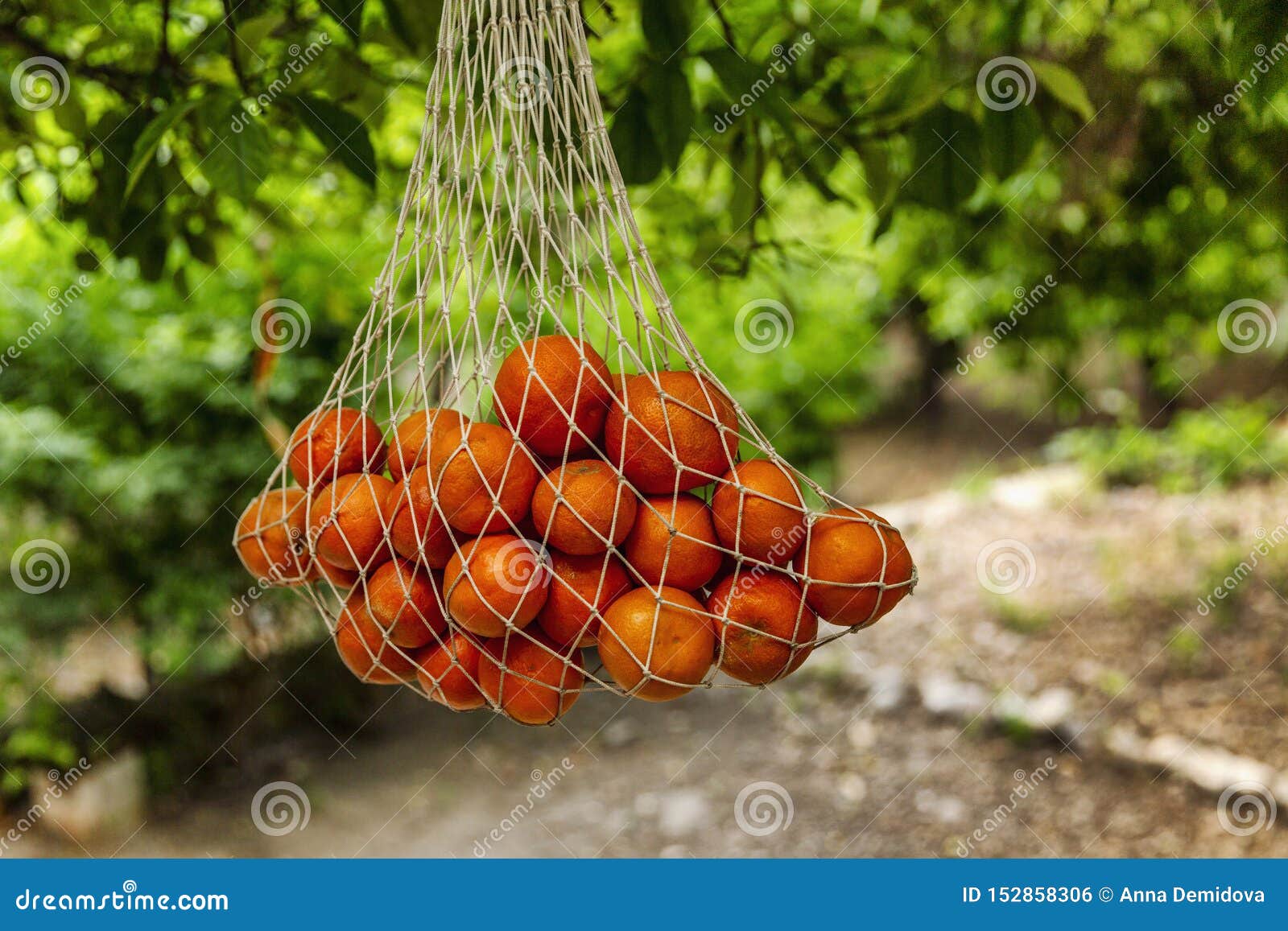 Oranges Hanging in a Bag on a Tree in the Garden Stock Photo - Image of ...