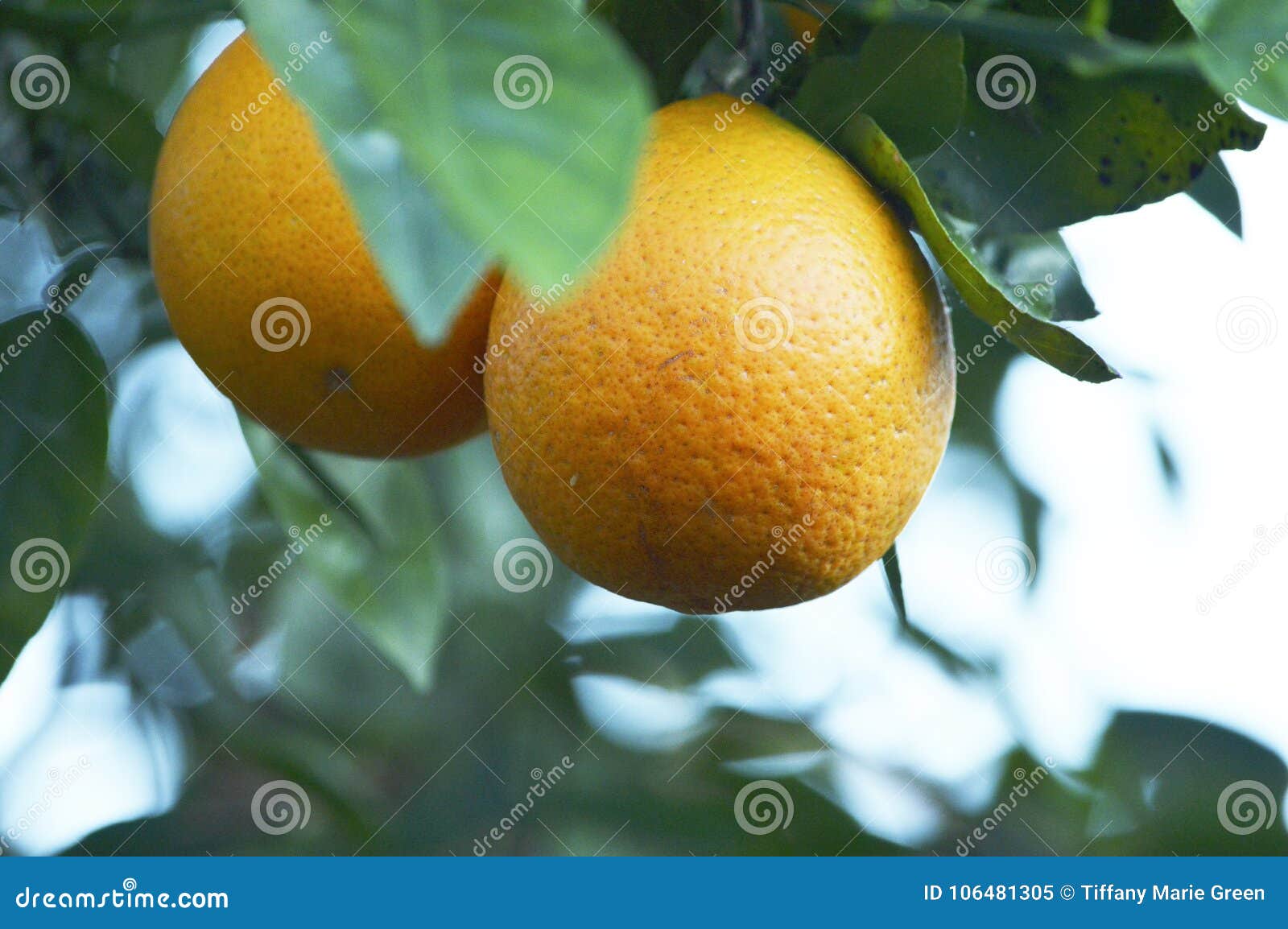 The Oranges Hanging from a Tree Stock Image - Image of florida, oranges ...