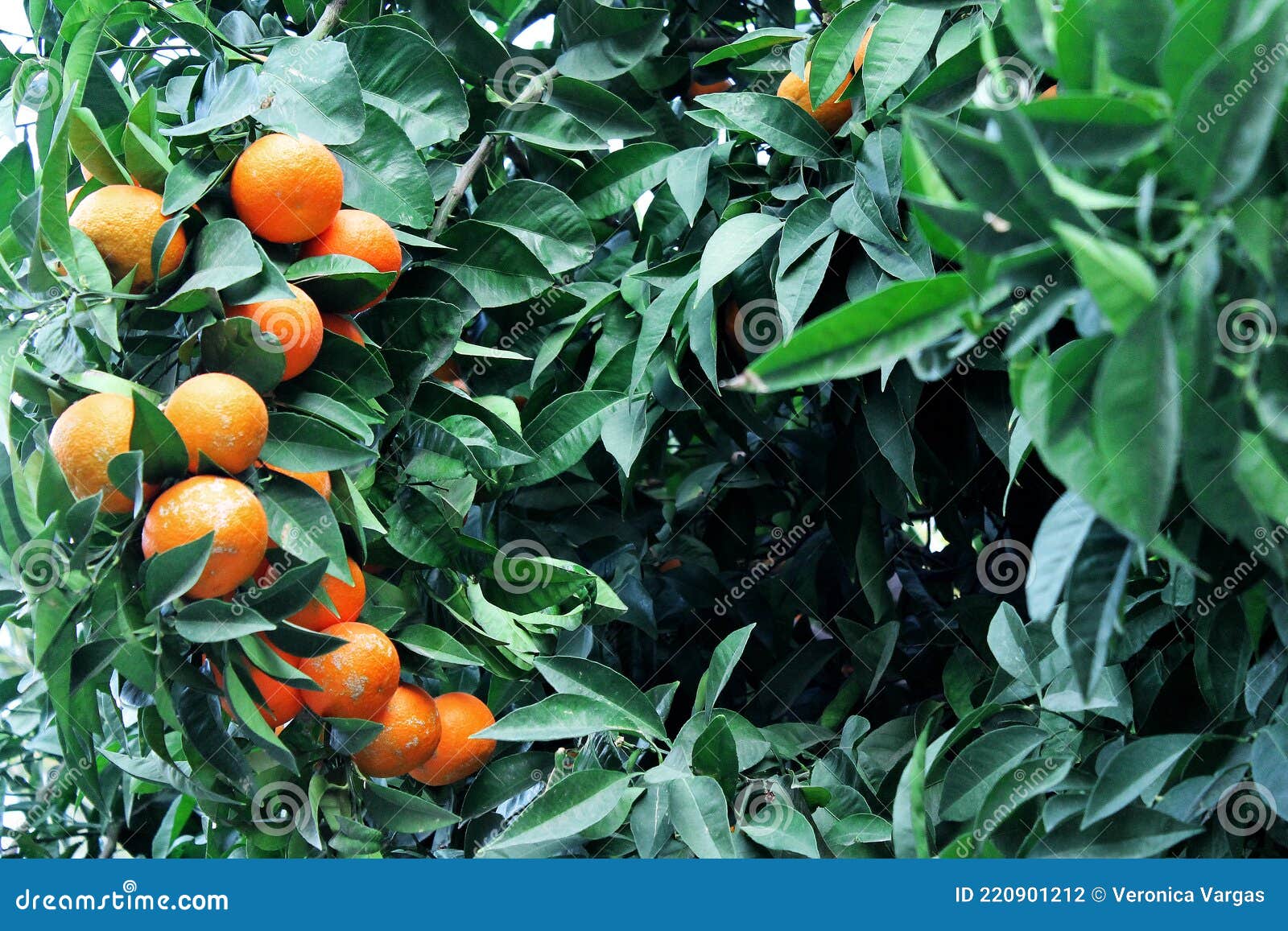 Oranges Hanging on the Orange Tree Branch Stock Photo - Image of flavor ...