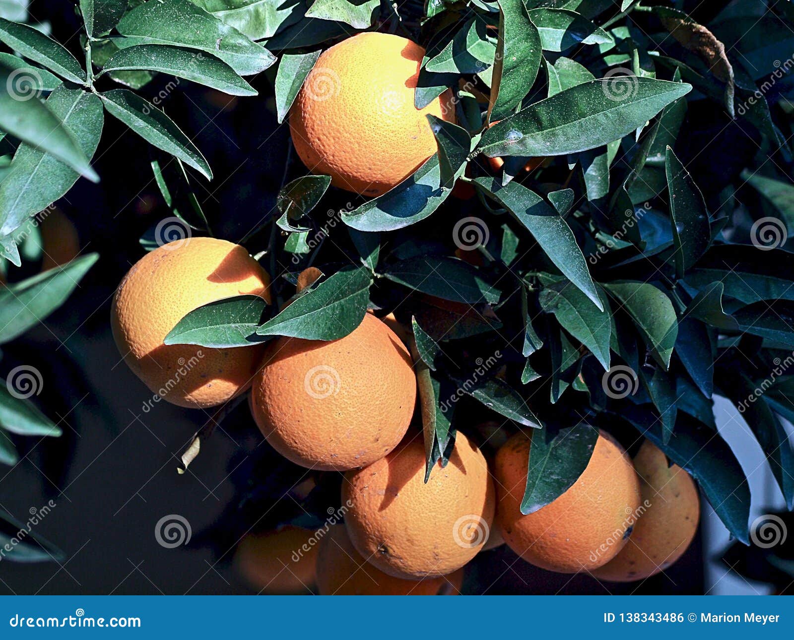 Macro of Oranges on a Orange Tree Stock Photo - Image of food, fruit ...