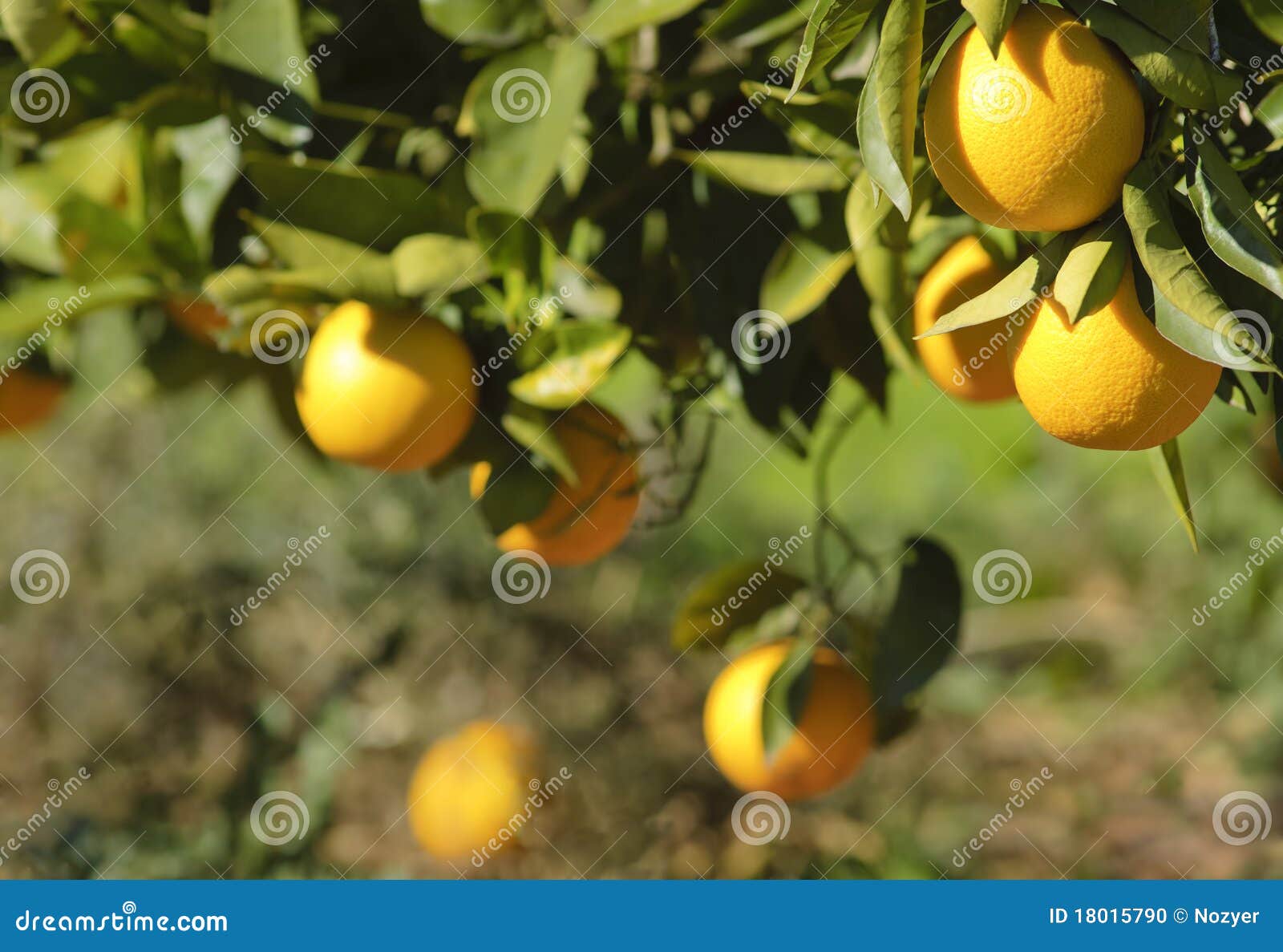 Oranges hanging on a tree stock photo. Image of background - 18015790