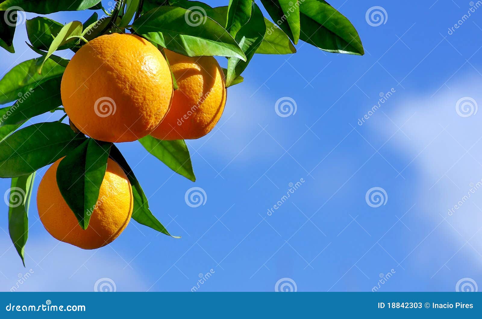 Oranges hanging tree stock image. Image of agriculture - 18842303