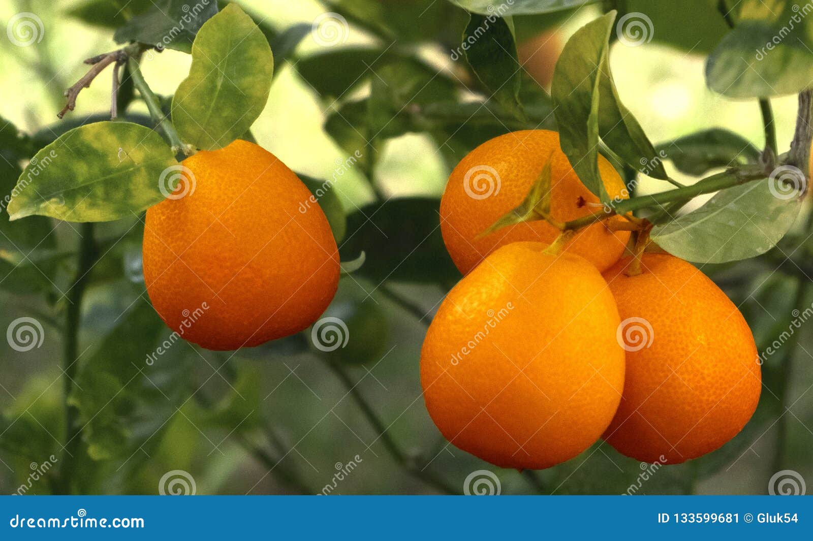 Oranges Hanging on a Tree Branch in a City Garden Stock Image - Image ...