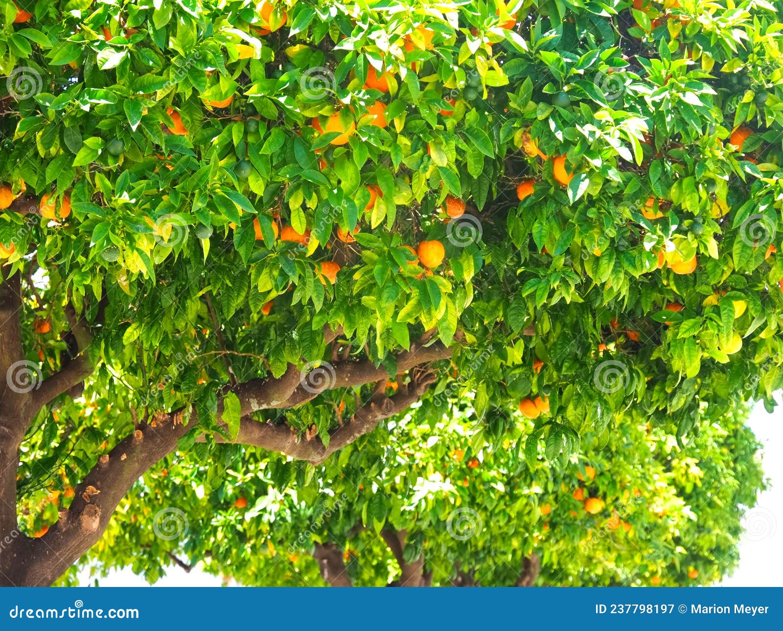 Oranges on an Orange Tree Ripe in the Sun Stock Image - Image of ...