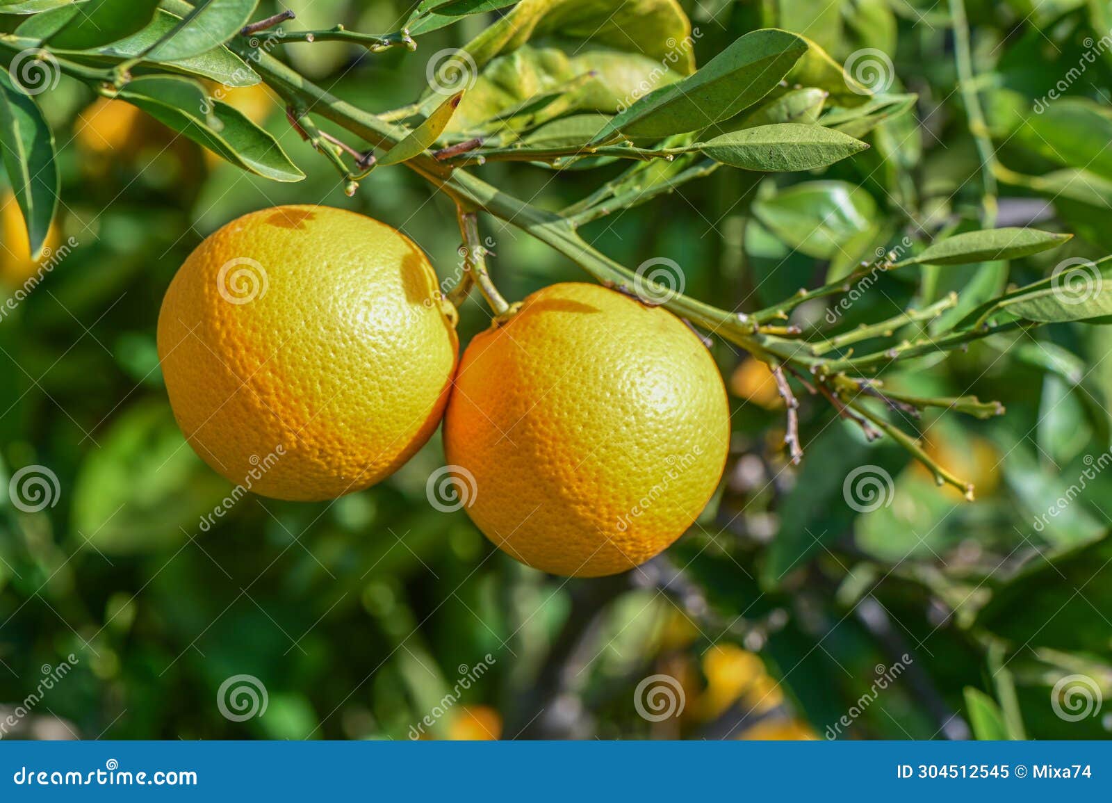 Oranges Ripen in an Orange Garden in the Mediterranean 13 Stock Image ...