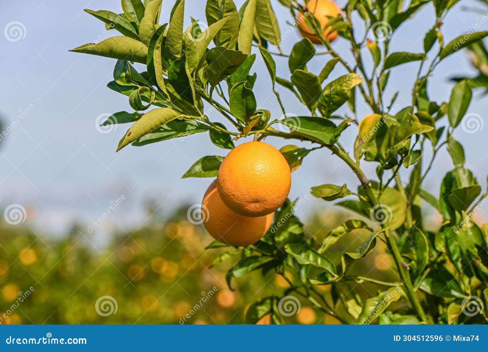 Oranges Ripen in an Orange Garden in the Mediterranean 12 Stock Photo ...
