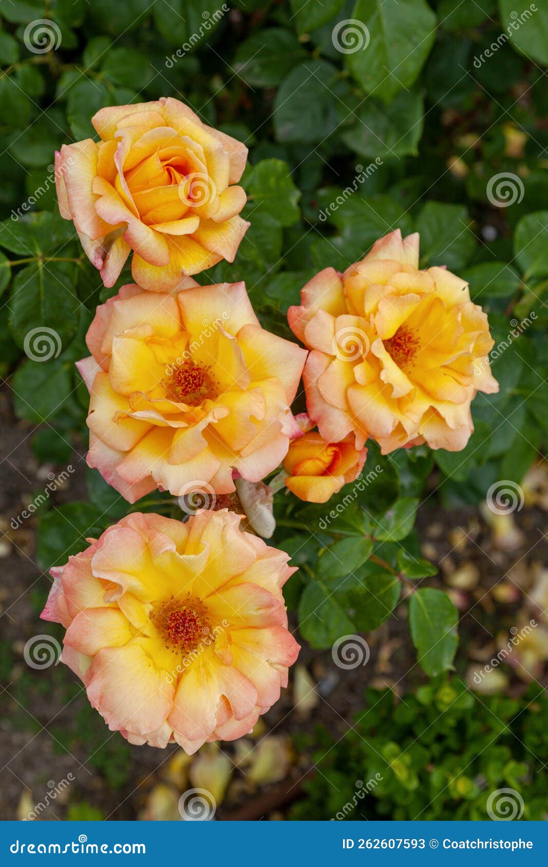 Oranges roses in a garden stock image. Image of rose - 262607593