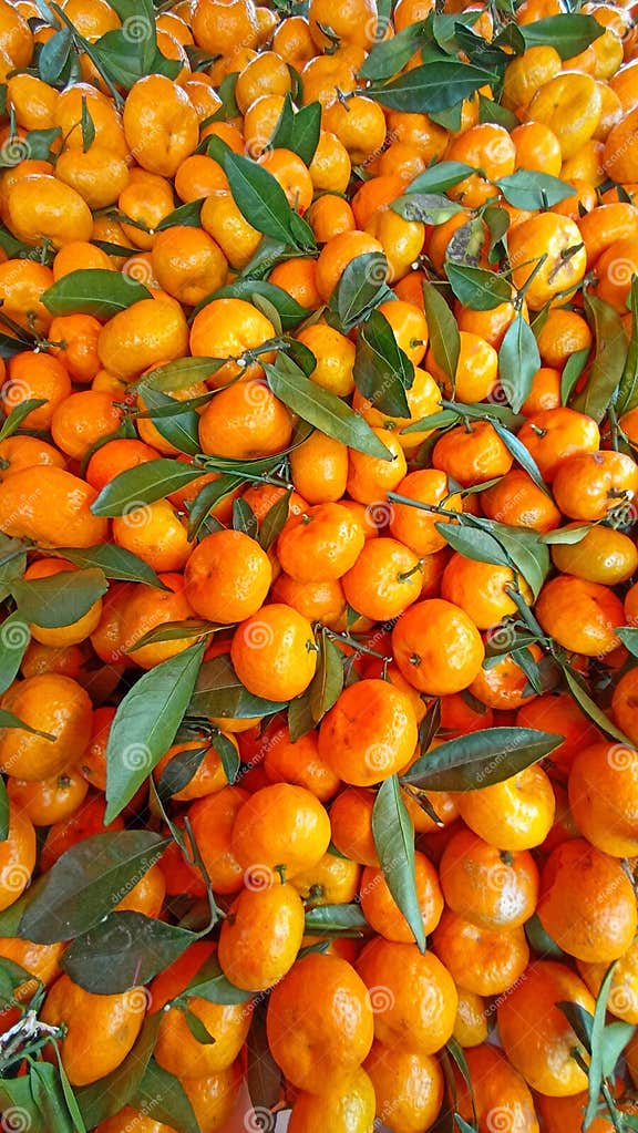 Oranges with a Small Shape Called Oranges Santang Stock Image - Image ...