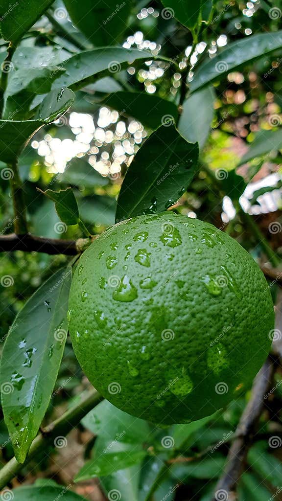 Oranges that are Still Green Indicate that the Fruit is Not yet Ripe ...