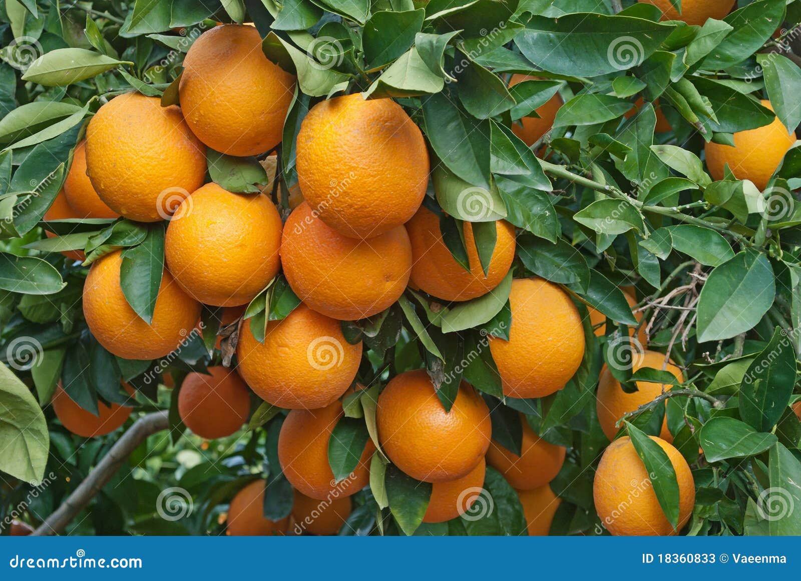 Oranges on tree stock image. Image of juicy, apple, plant - 18360833