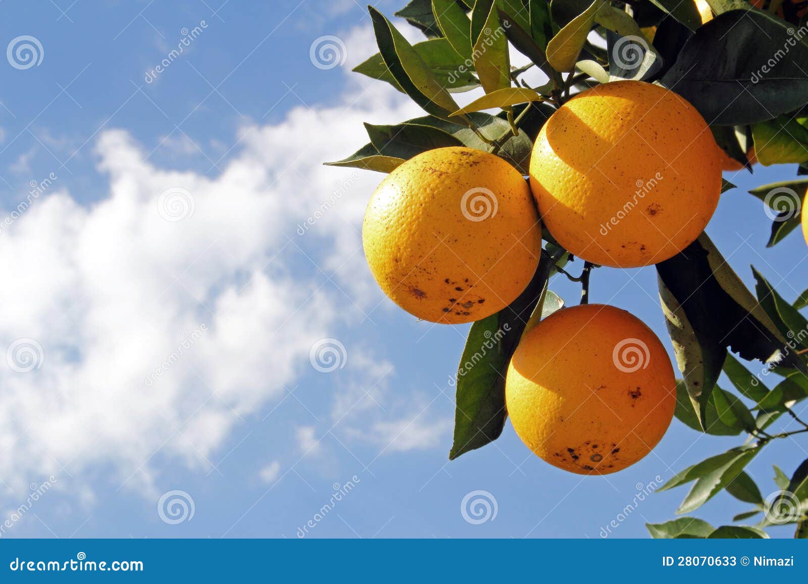 Oranges in tree stock image. Image of citrus, tropical - 28070633
