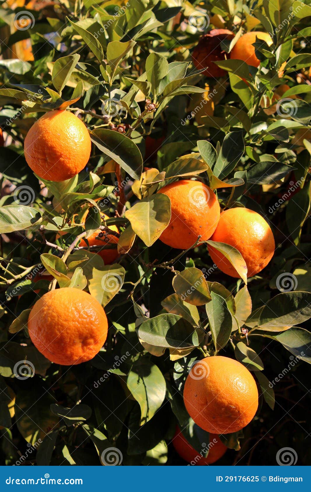 Oranges on the Tree stock image. Image of orange, grow - 29176625