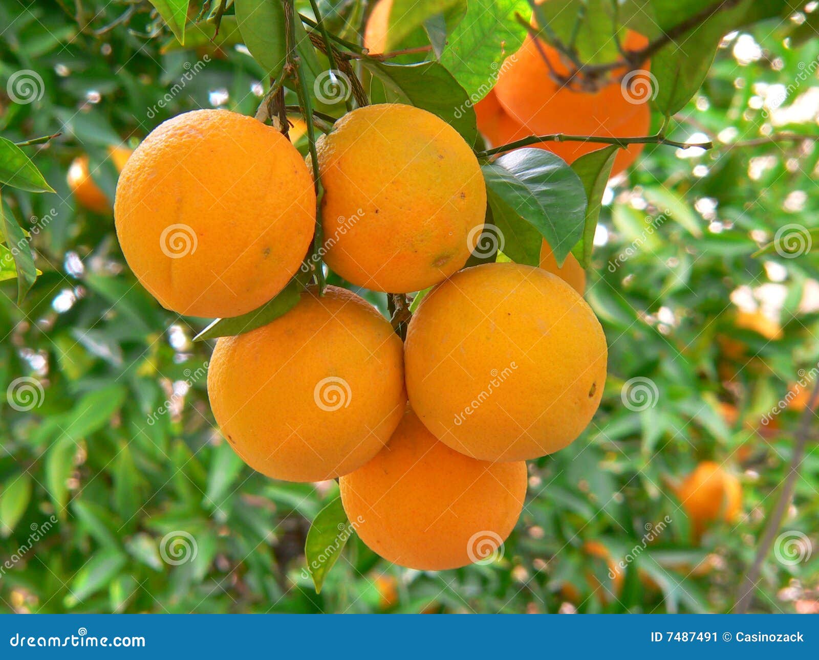 Oranges on a tree stock image. Image of bunch, green, fruit - 7487491