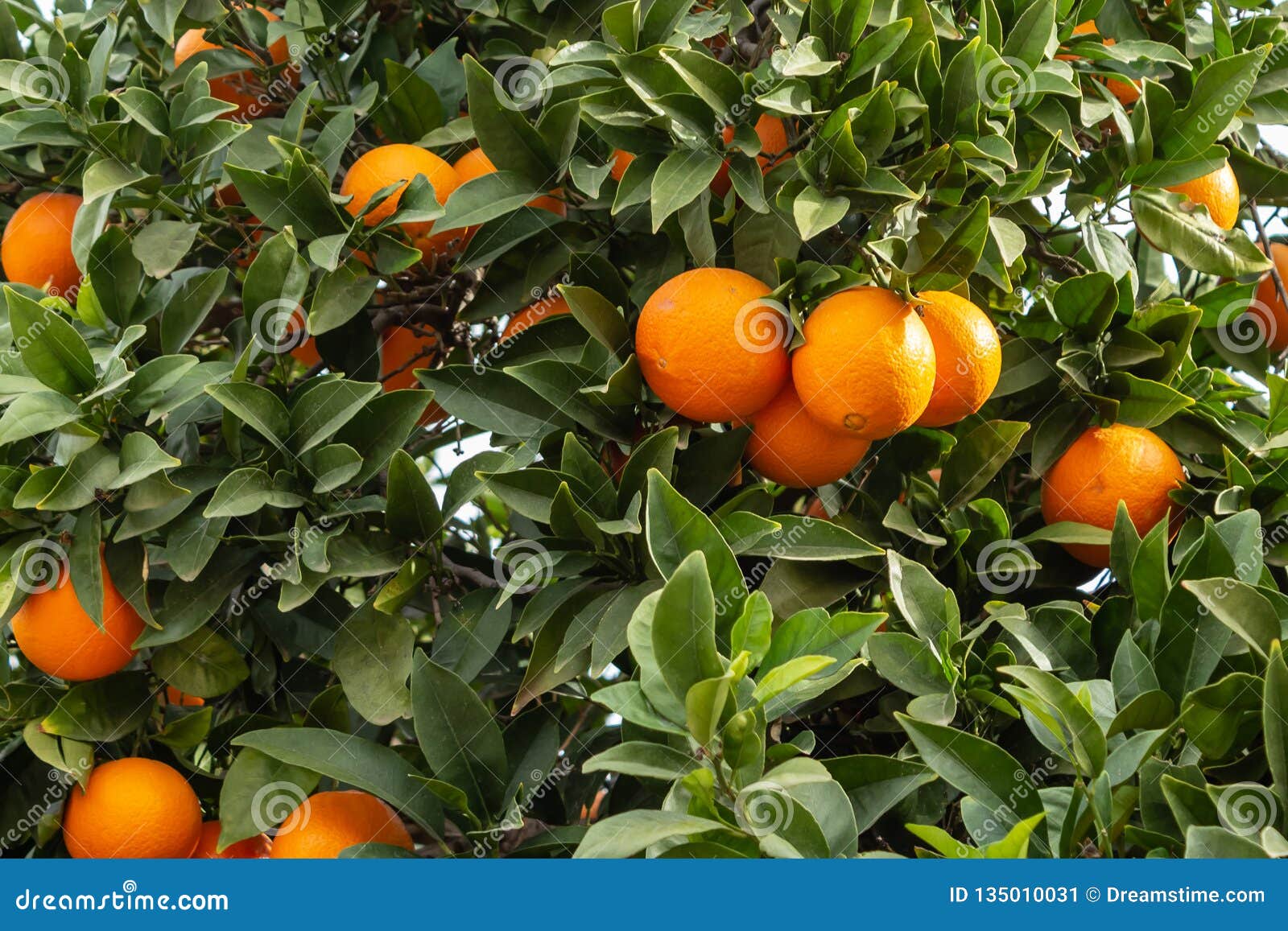 Oranges on tree branches stock image. Image of fresh - 135010031