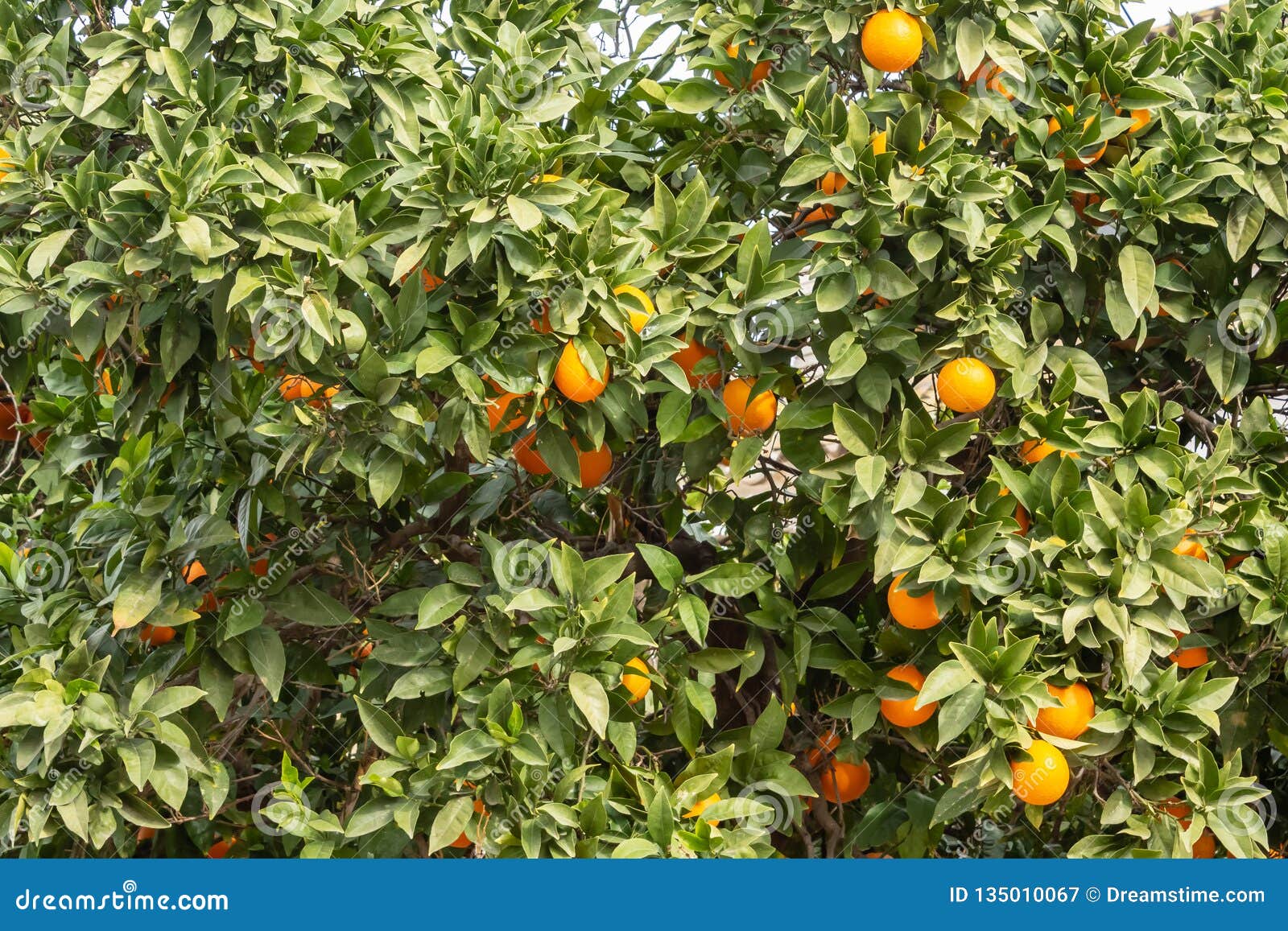 Oranges on tree branches stock image. Image of delicious - 135010067