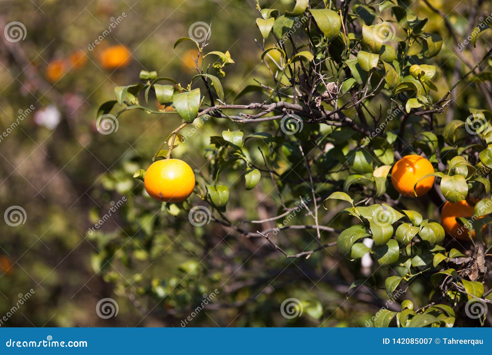 Oranges on an orange tree stock image. Image of oranges - 142085007