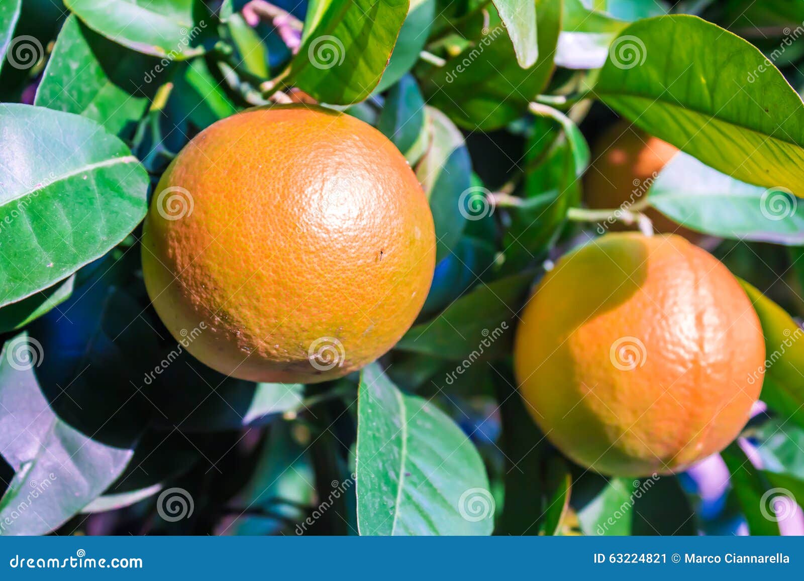 Oranges in a tree stock image. Image of spherical, peel - 63224821
