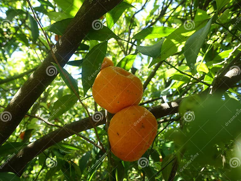Oranges in Tree during the Day in Sunny Light in Natural Setting Stock ...