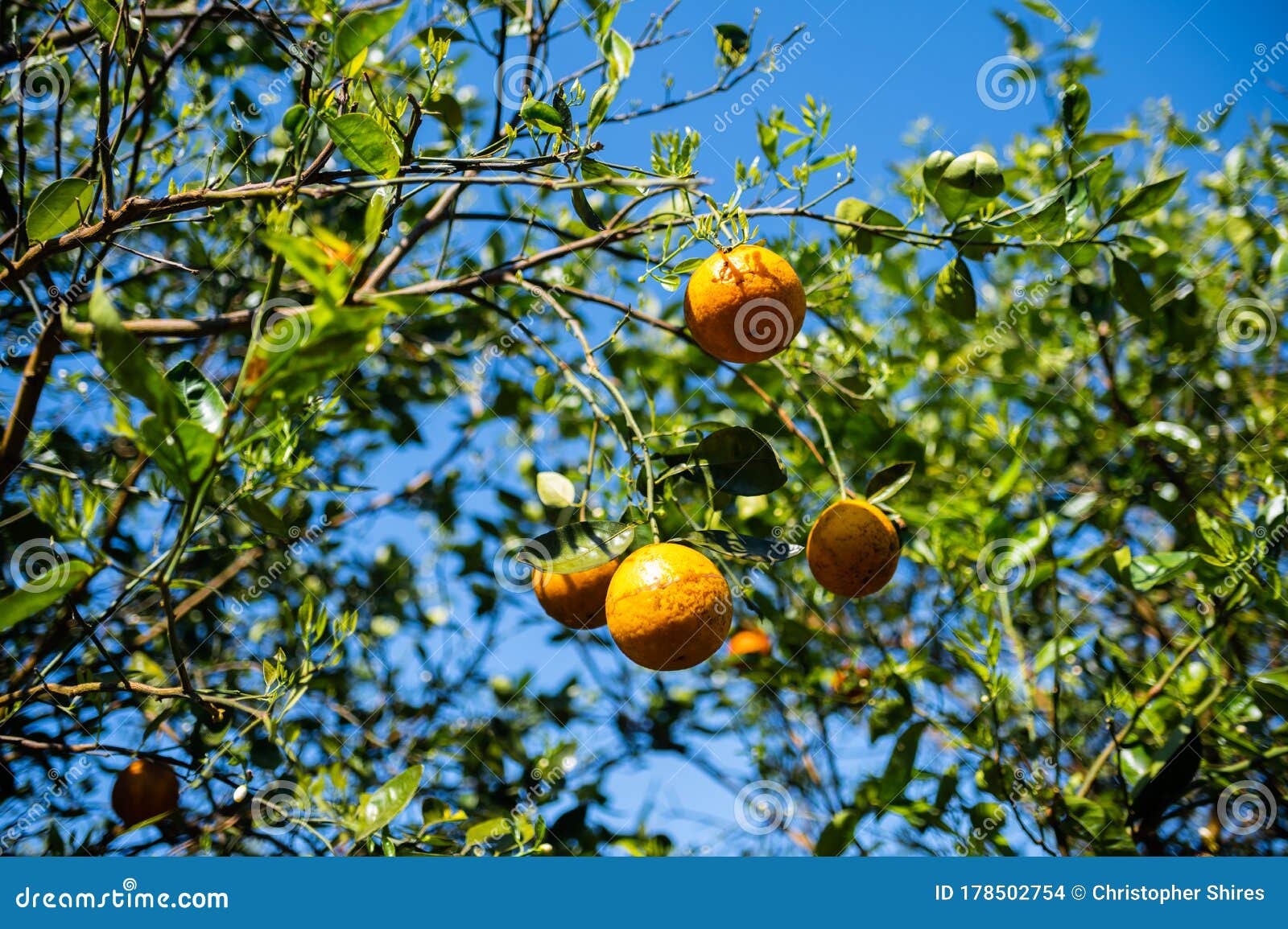 Oranges on the Tree at a Florida Orange Farm Stock Photo - Image of ...