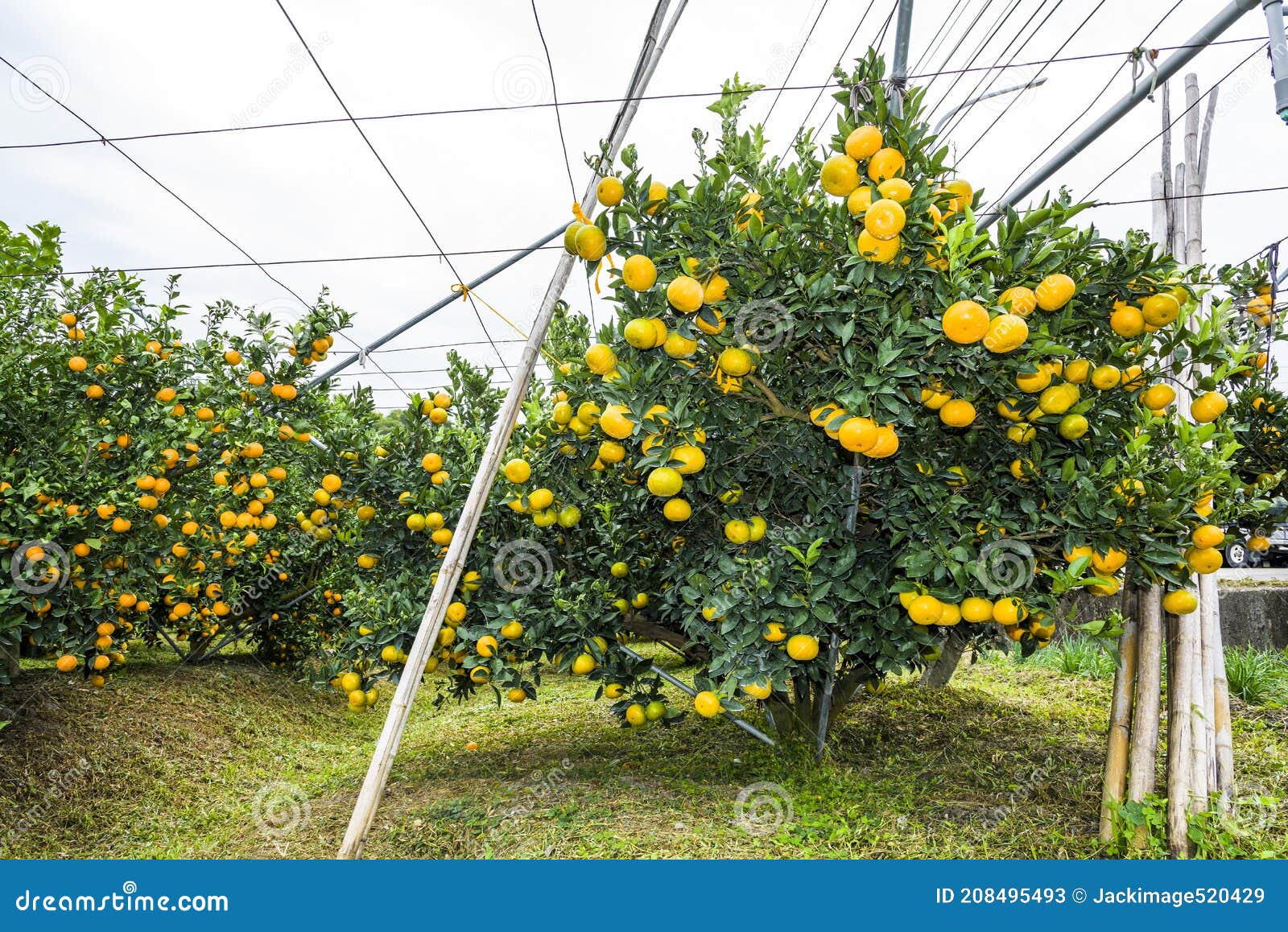 Oranges Tree in the Fruit Garden Taichung Taiwan. Stock Image - Image ...