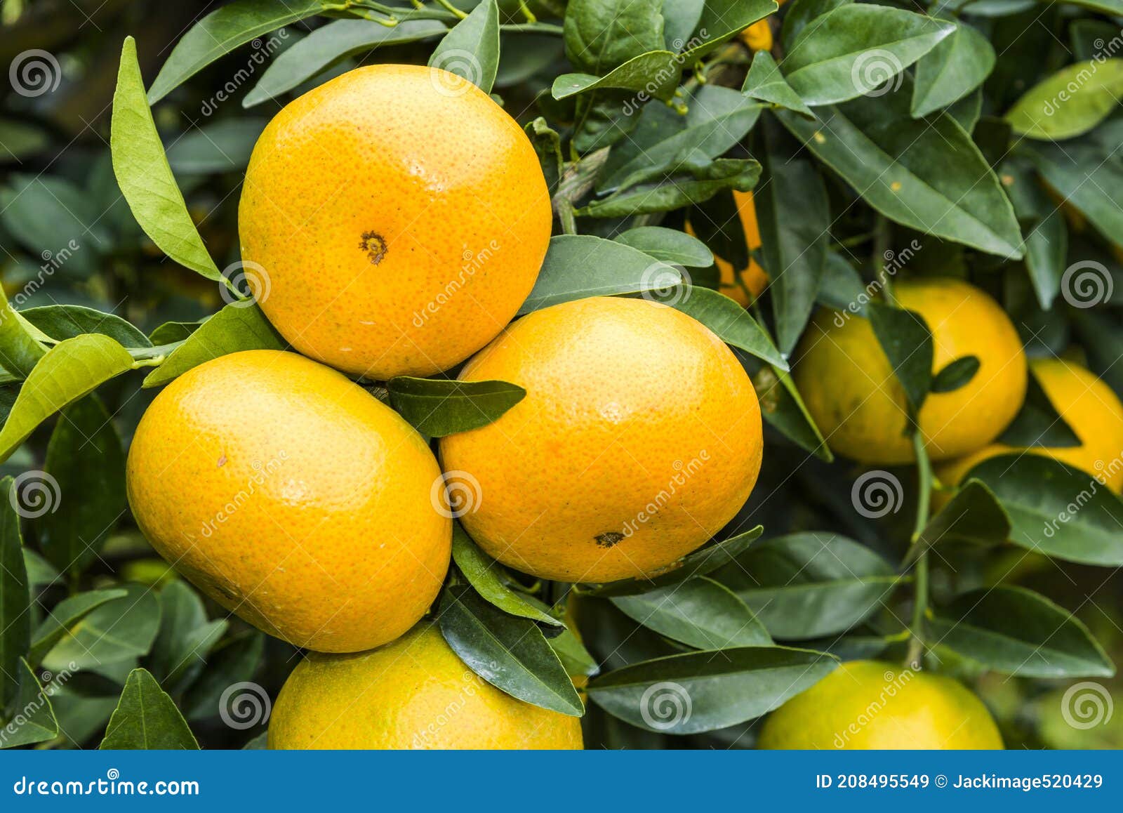 Oranges Tree in the Fruit Garden Taichung Taiwan. Stock Image - Image ...