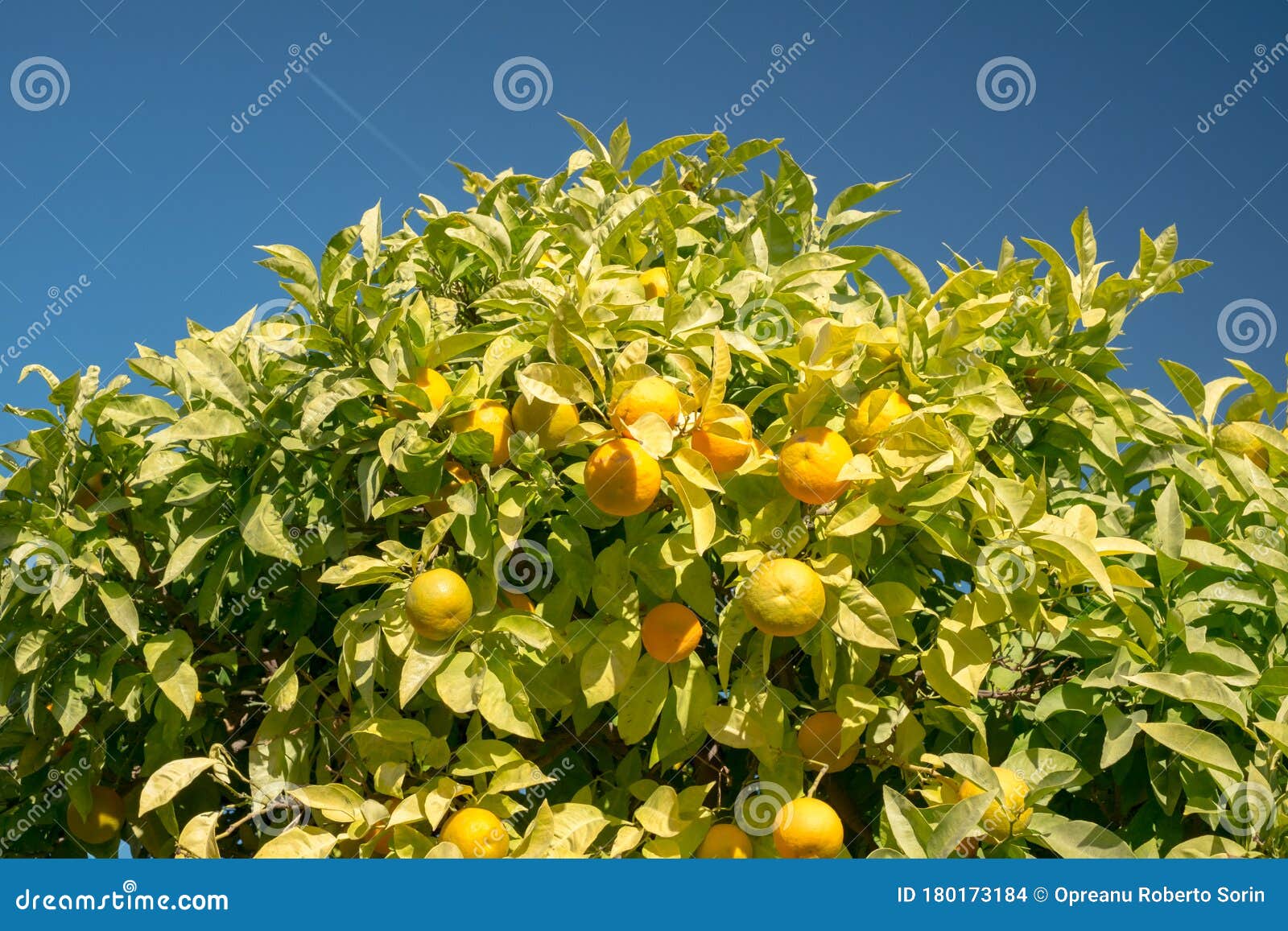 Oranges tree with oranges stock photo. Image of natural - 180173184