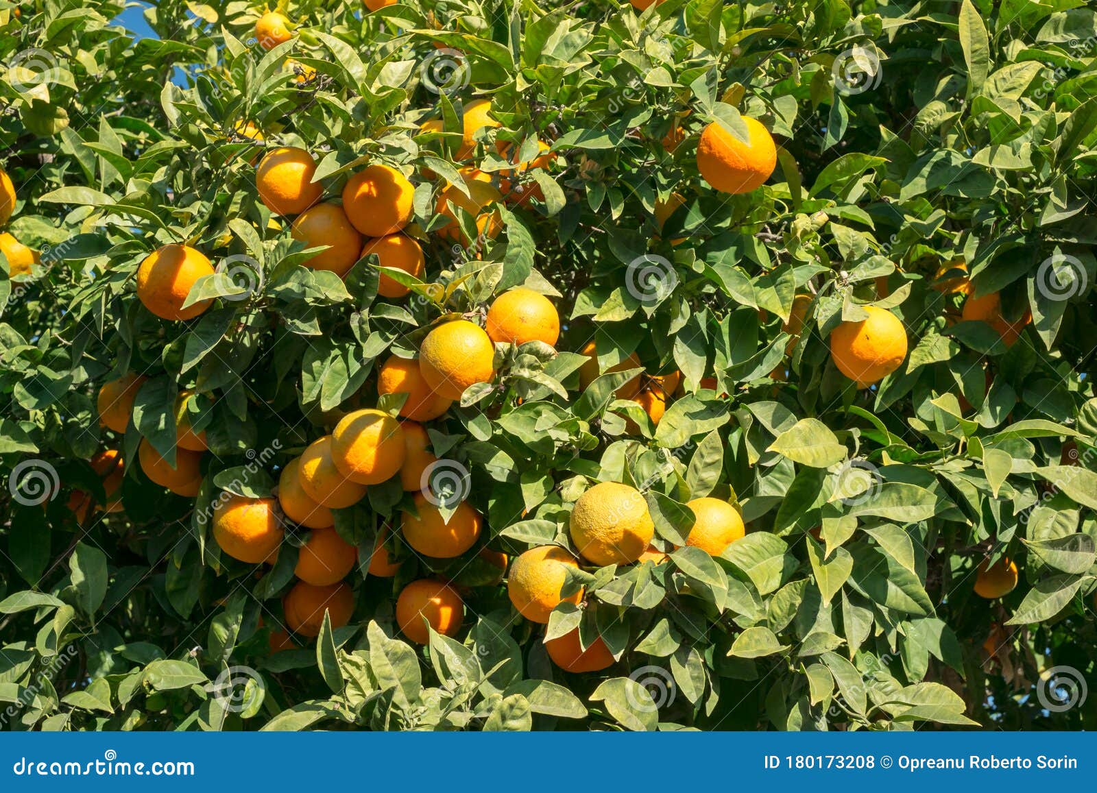 Oranges tree with oranges stock photo. Image of crete - 180173208