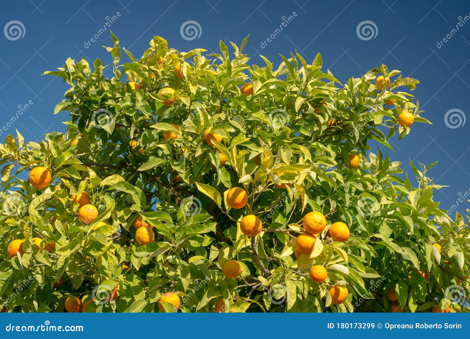 Oranges tree with oranges stock image. Image of juicy - 180173299